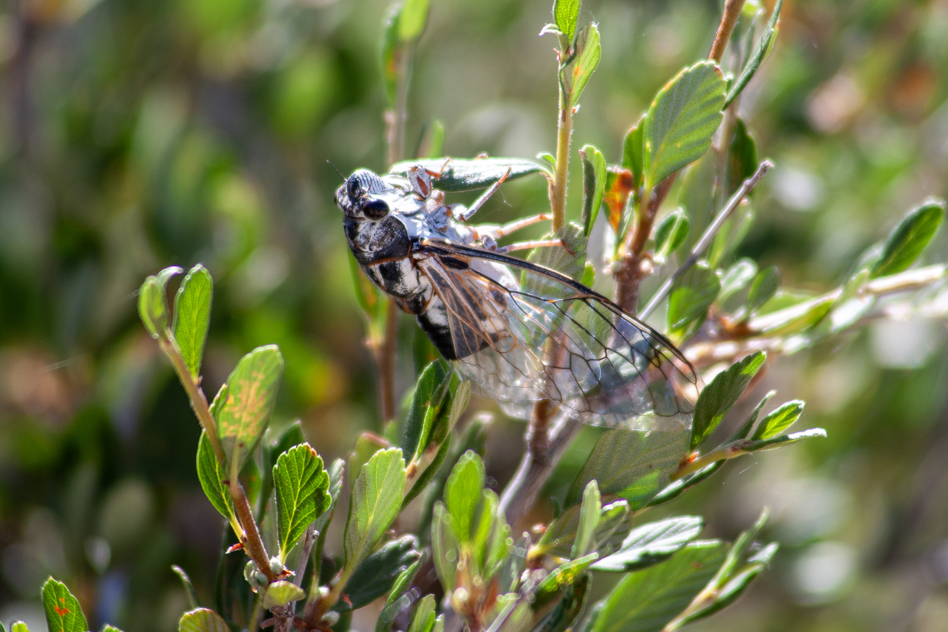 Leo Kitzinger - Cicada