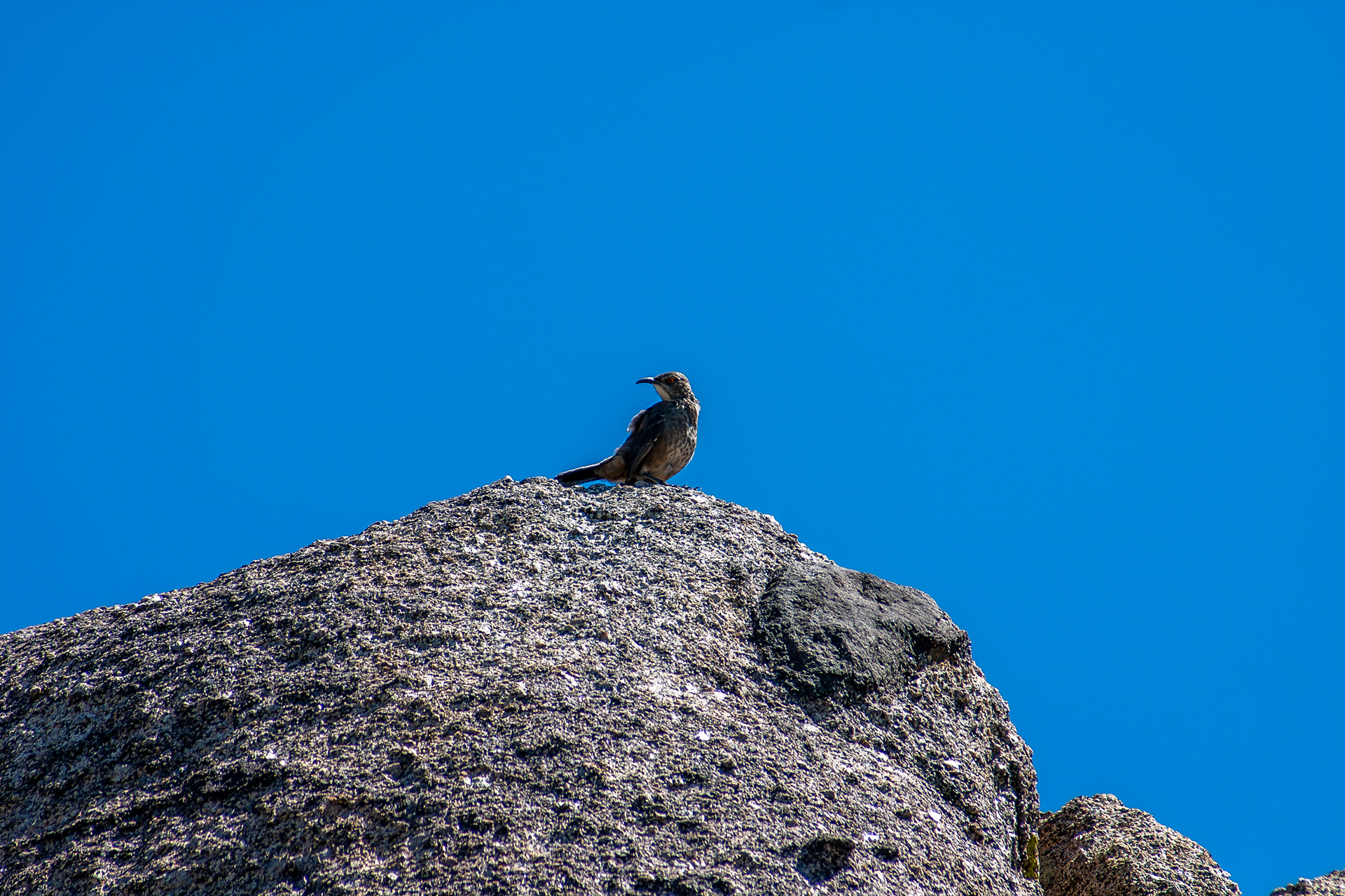 Leo Kitzinger - Blue Sky