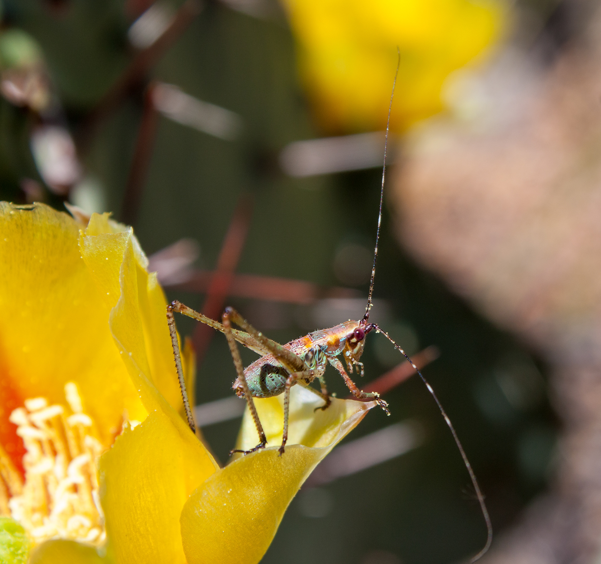Leo Kitzinger - Bush Cricket