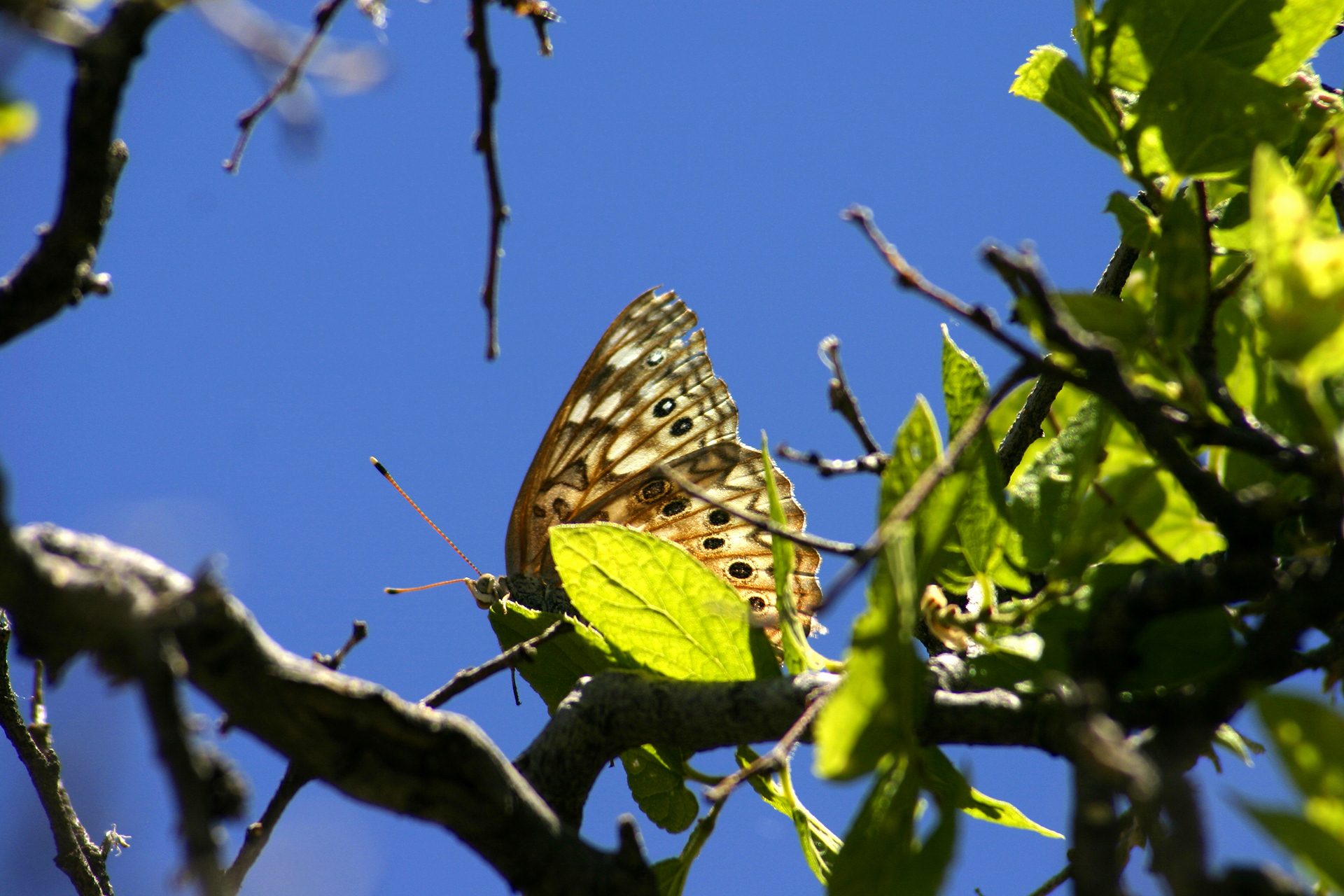 Leo Kitzinger - Butterfly Composition