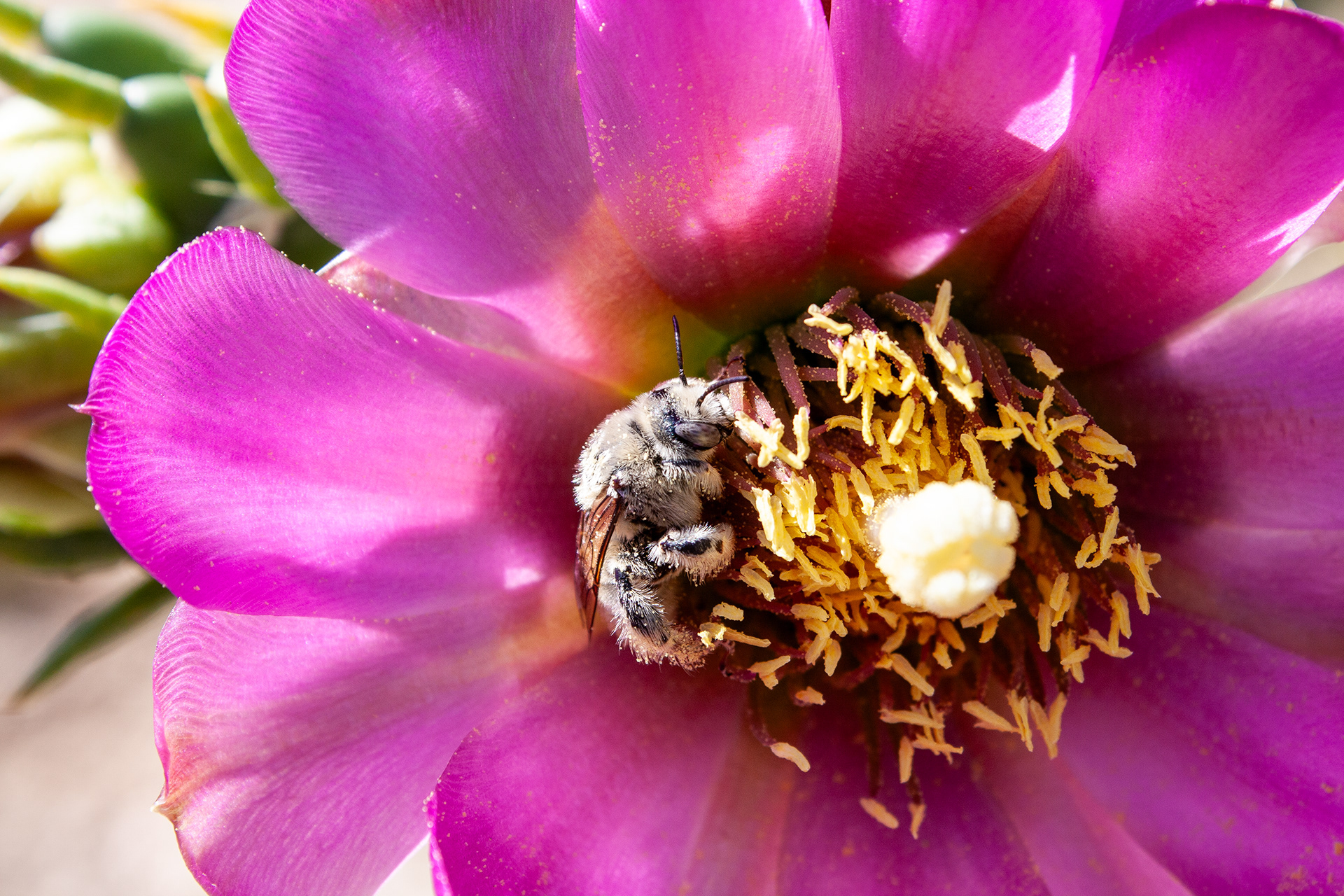 Leo Kitzinger - Bee Buffet