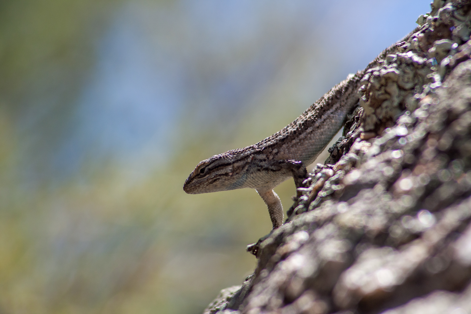 Leo Kitzinger - Photogenic