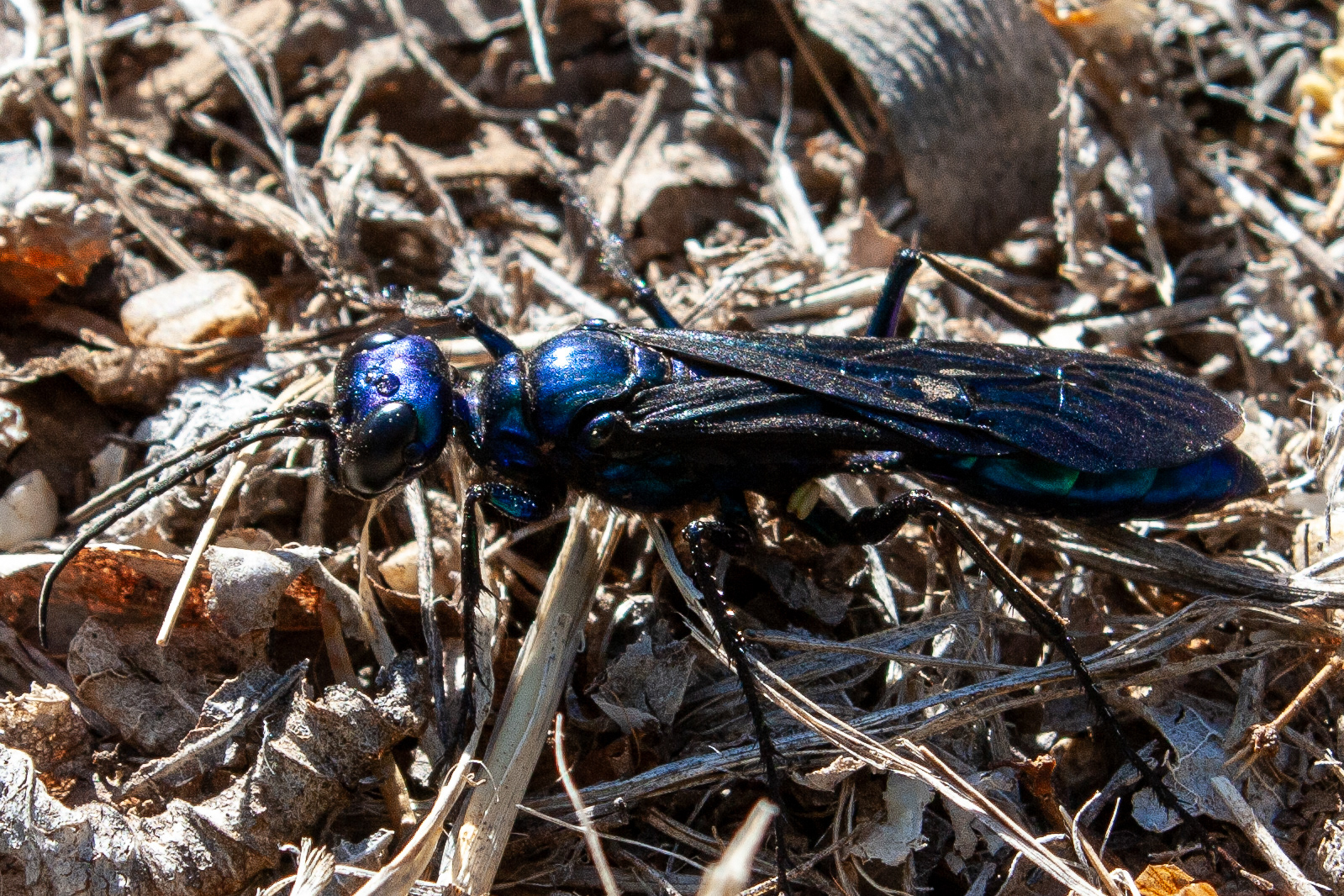 Leo Kitzinger - Wasp