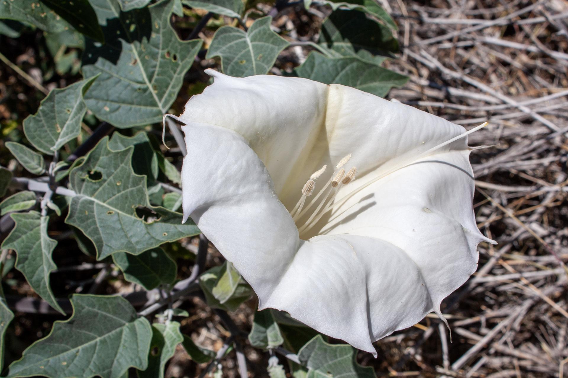 Leo Kitzinger - Trumpet Flower