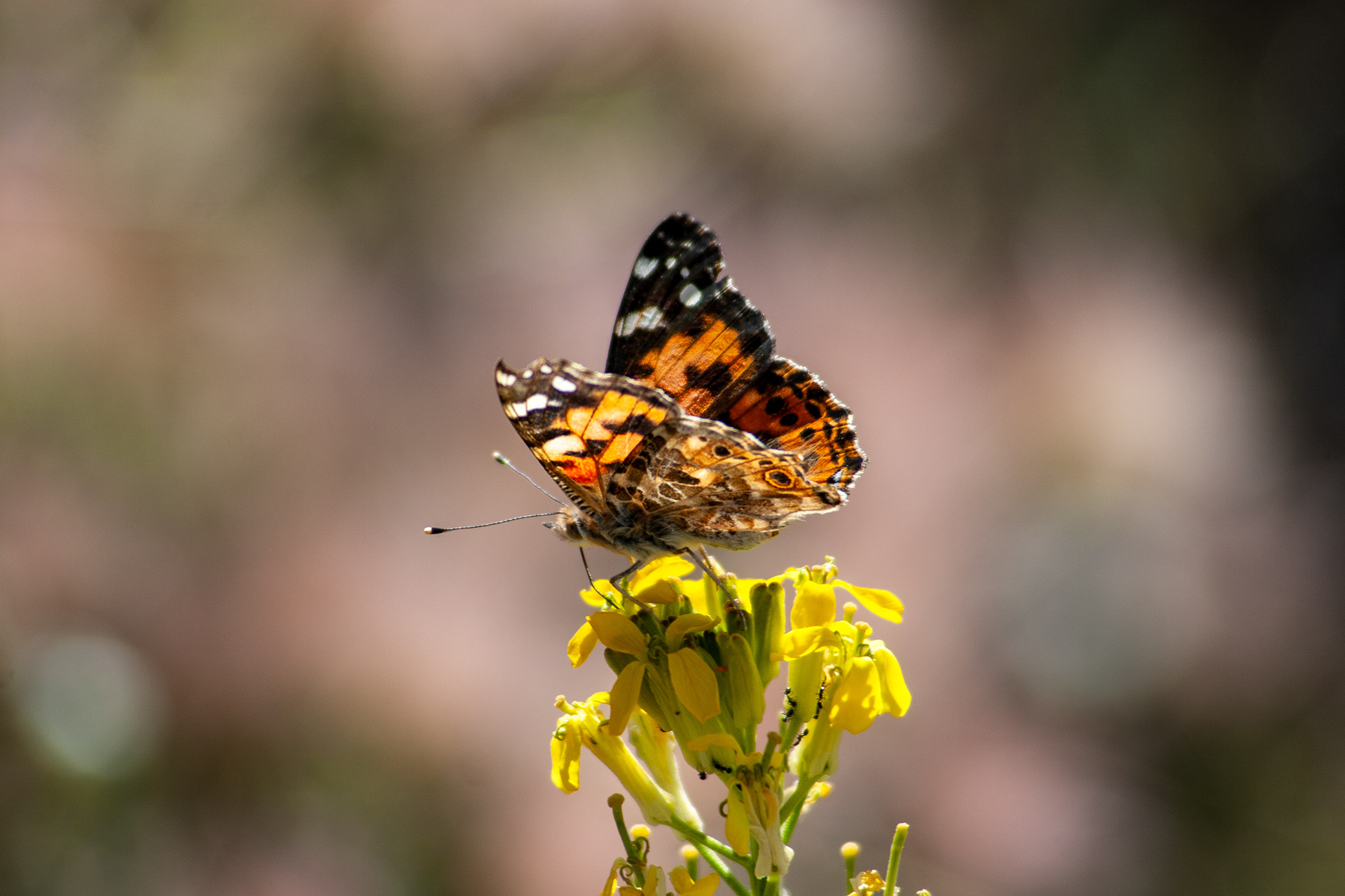 Leo Kitzinger - PaintedLady