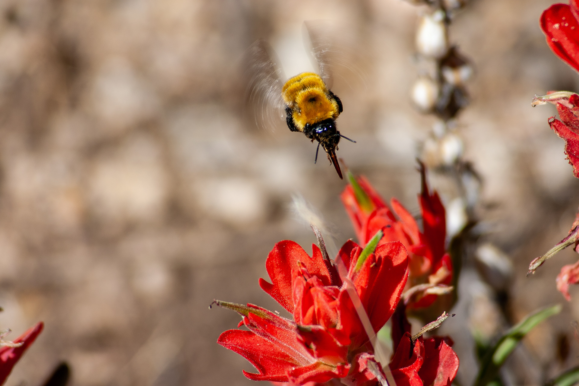 Leo Kitzinger - Lucky Capture