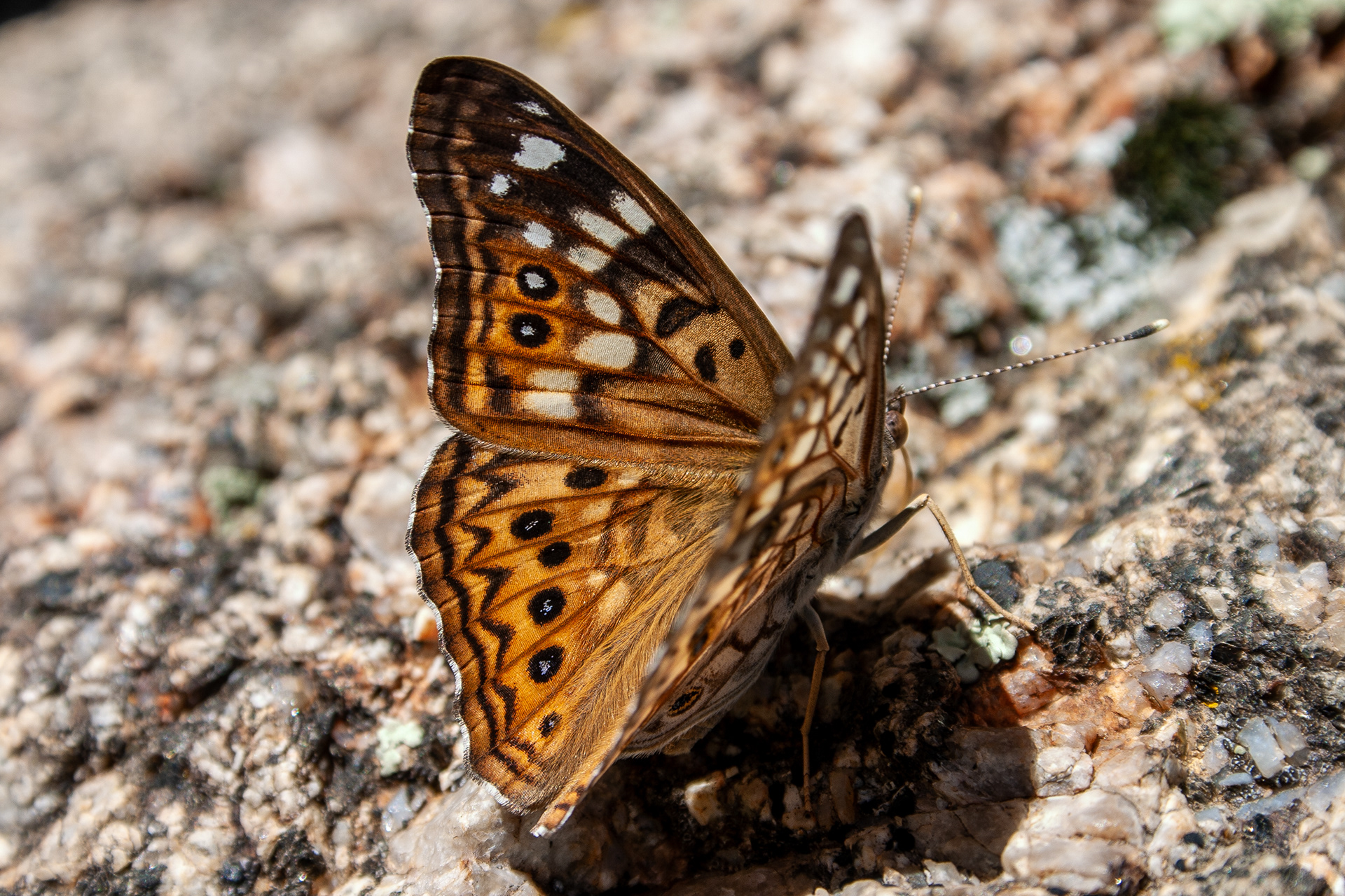 Leo Kitzinger - Hackberry Emperor