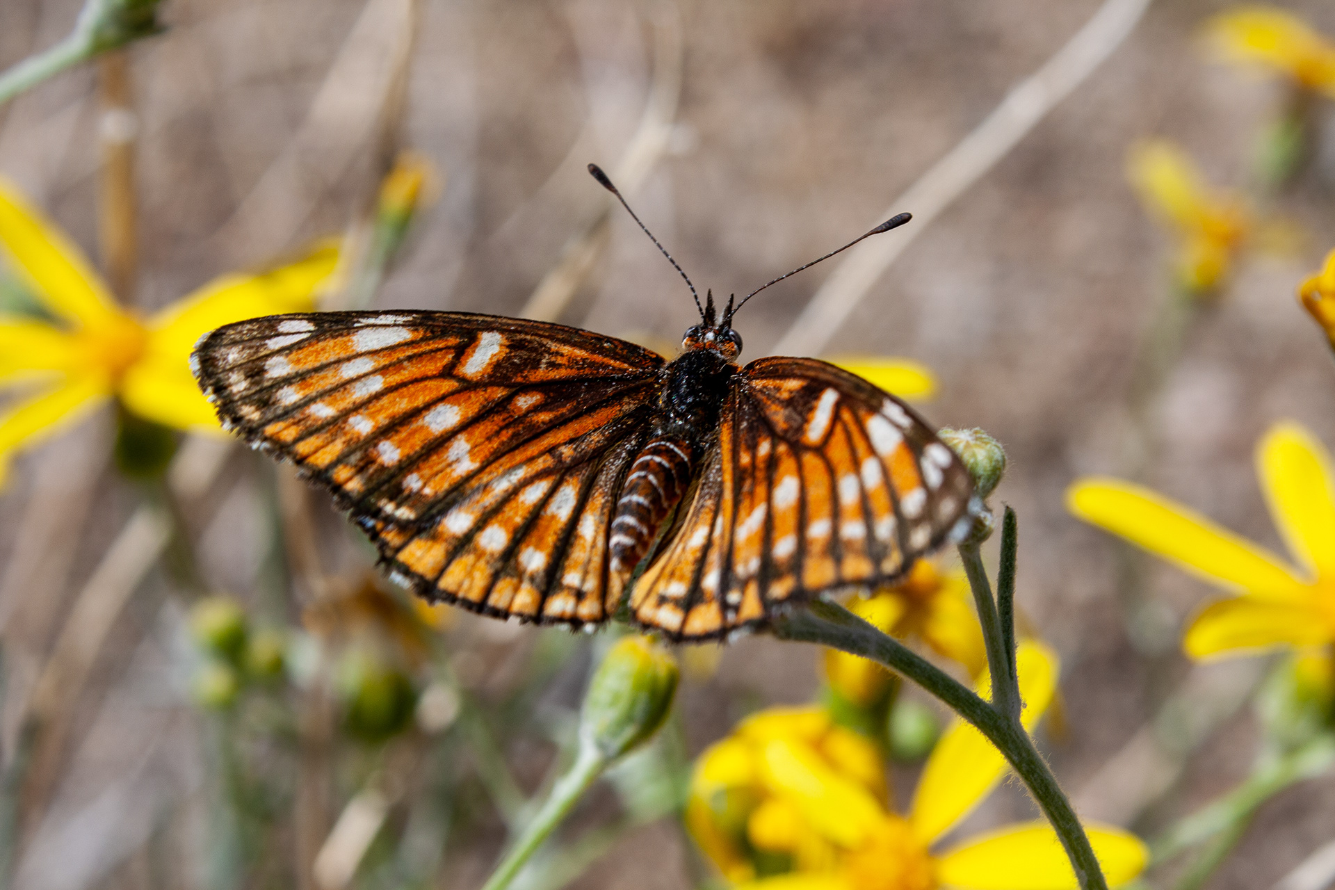 Leo Kitzinger - Checkerspot