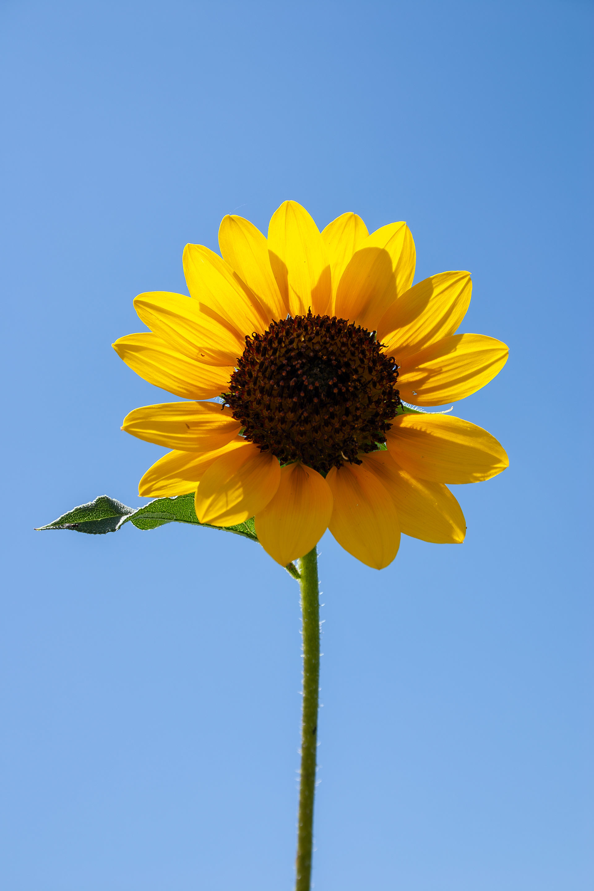 Leo Kitzinger - Sunflower