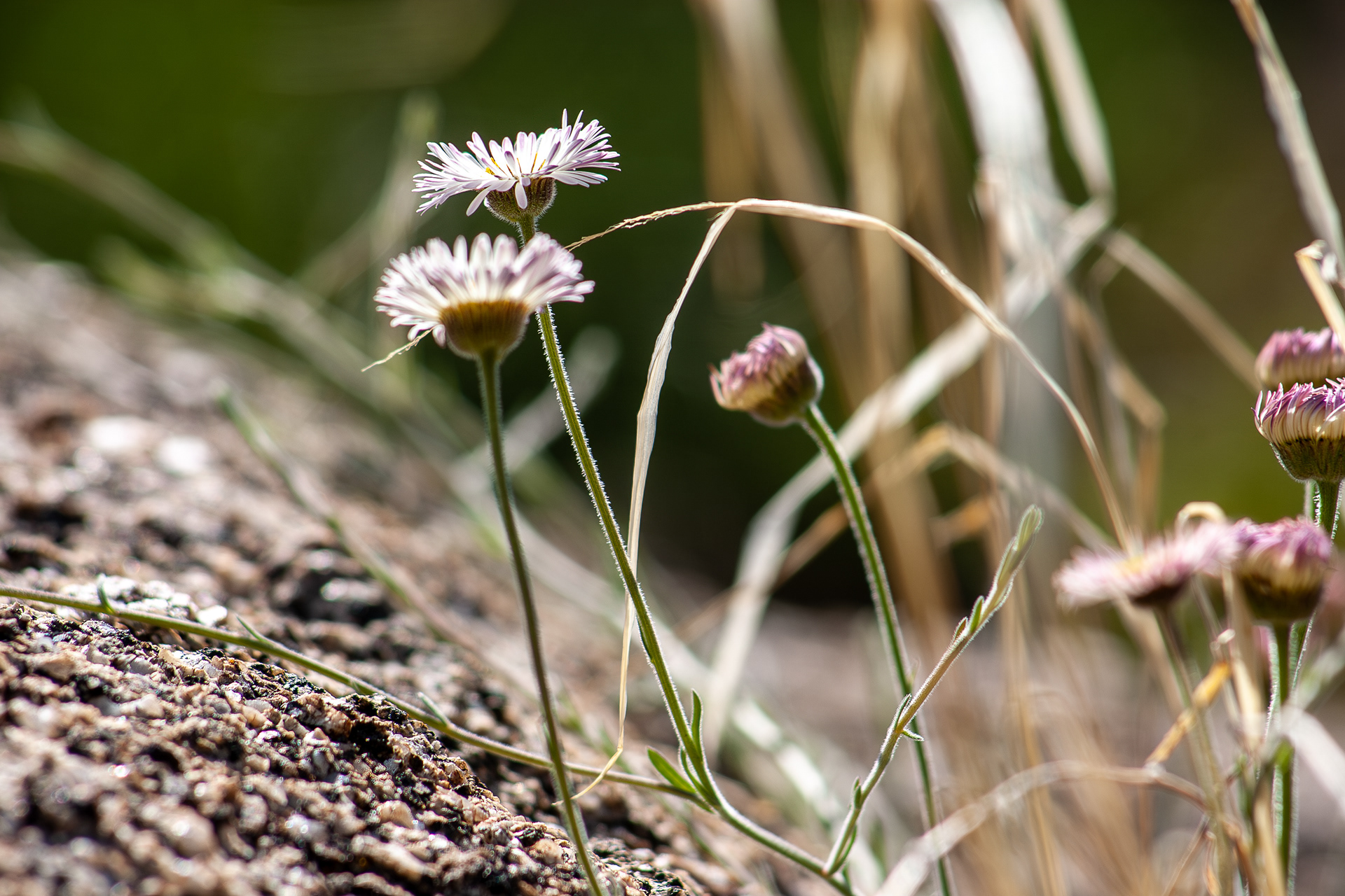 Leo Kitzinger - Fleabane Scene
