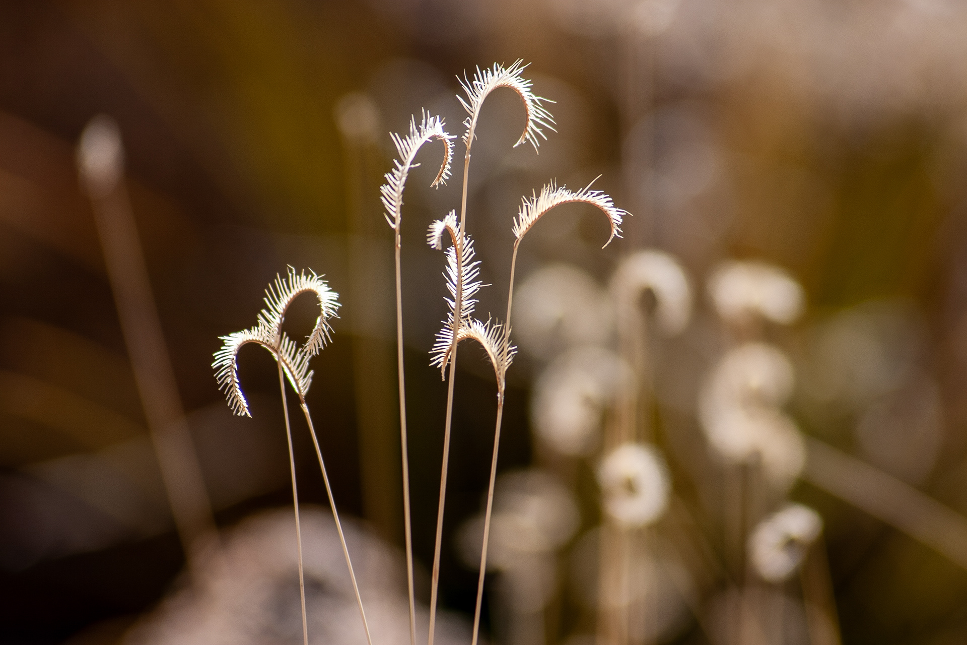 Leo Kitzinger - Eyelash Grass