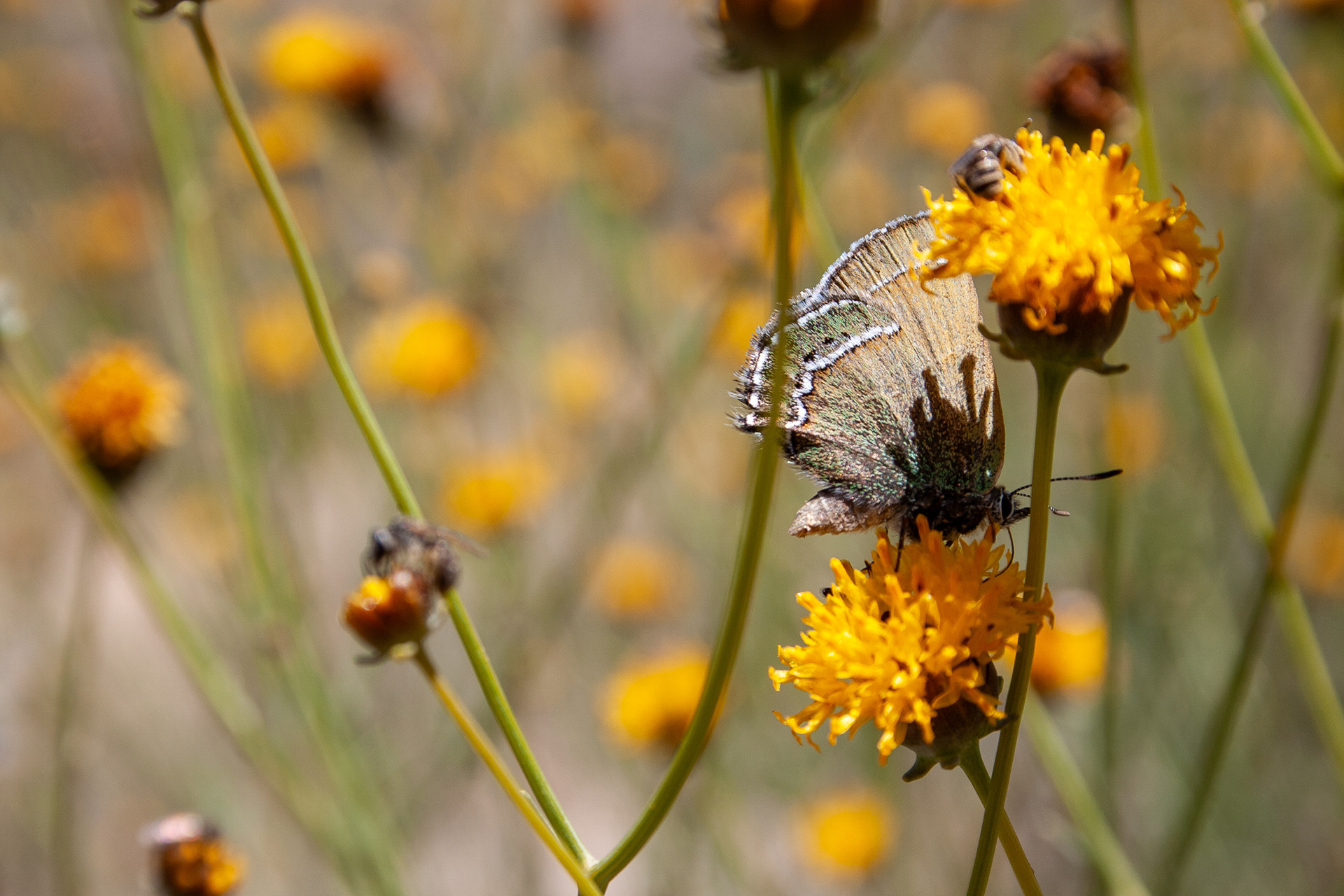 Leo Kitzinger - Hairstreak in Shadow
