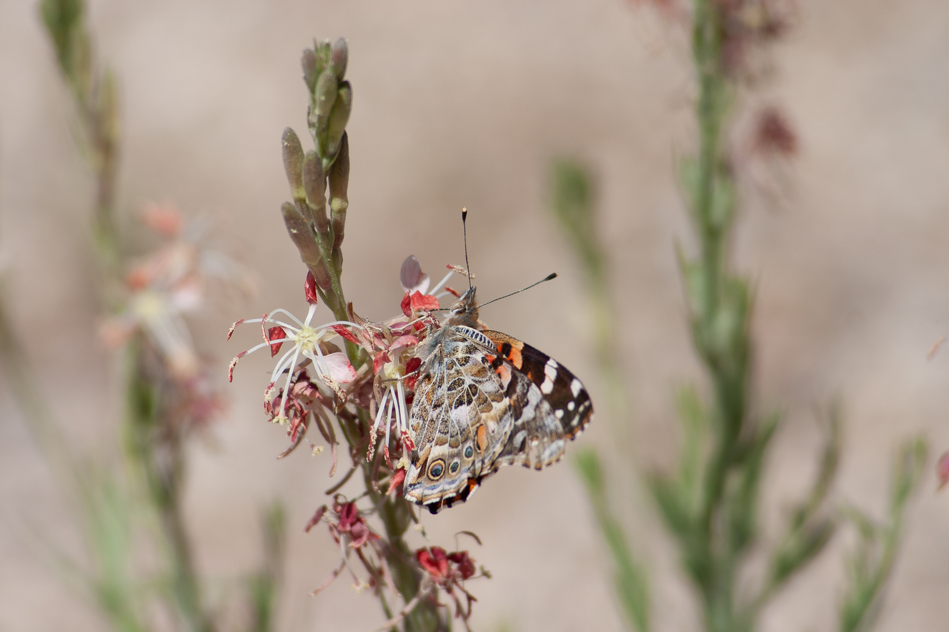 Leo Kitzinger - Painted Lady