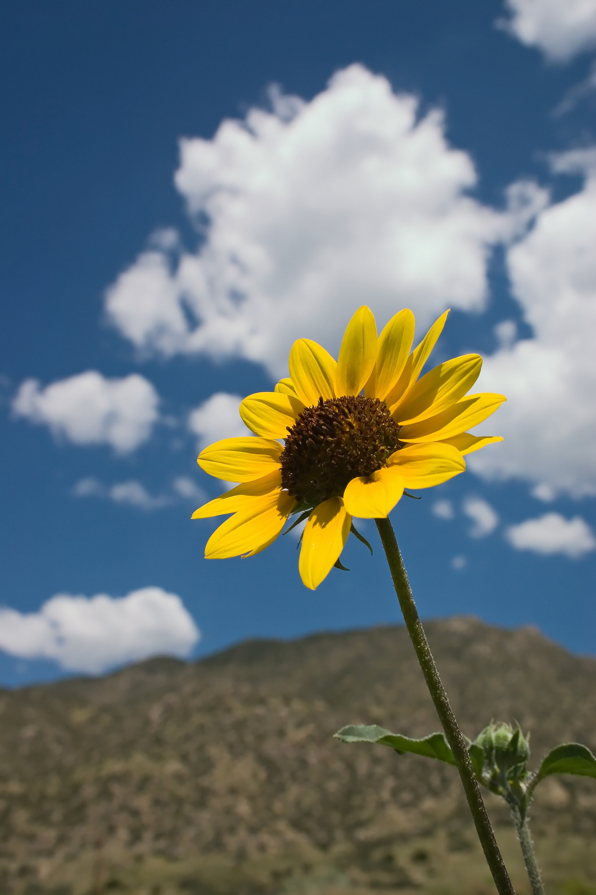 Leo Kitzinger - Mountain Sunflower
