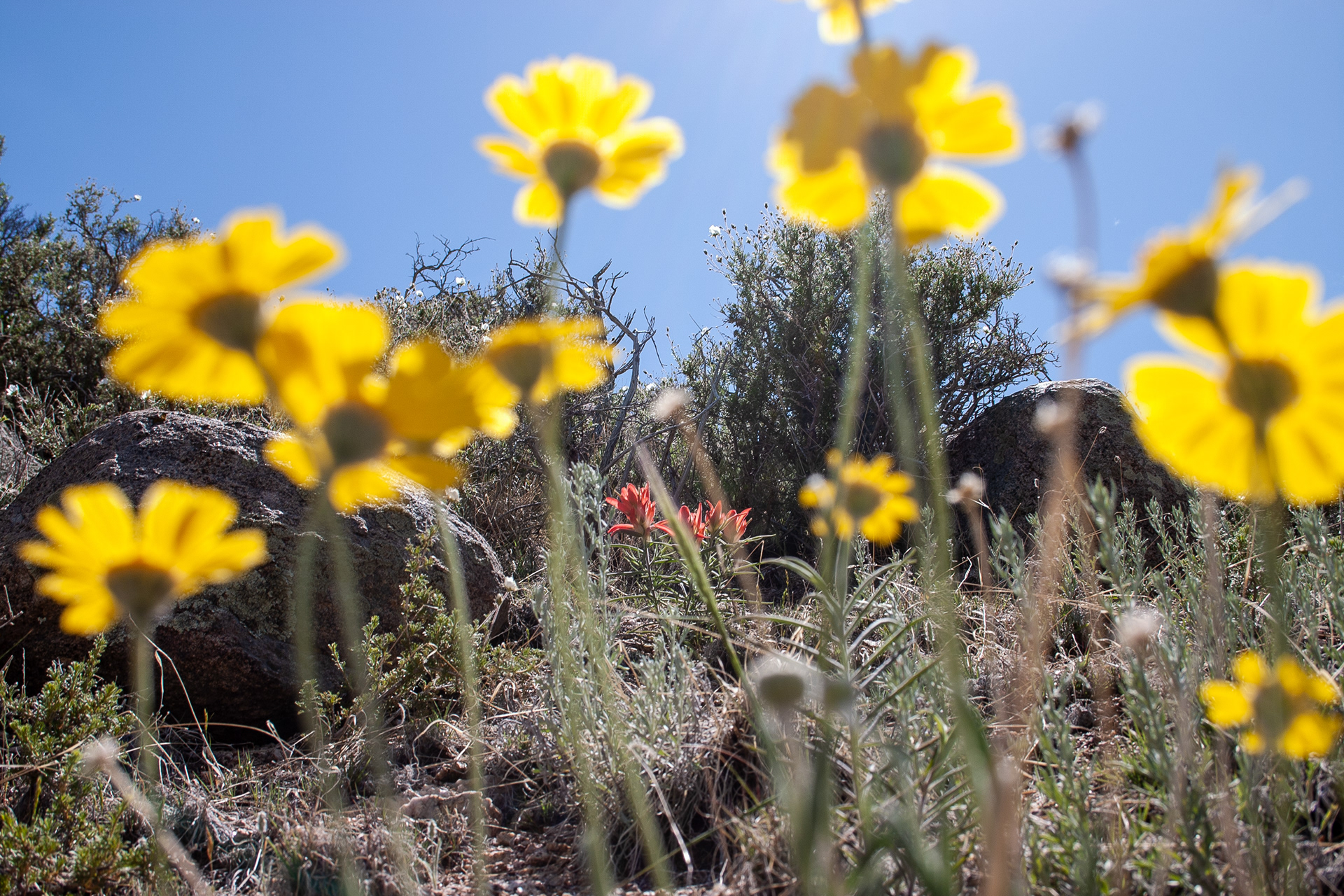Leo Kitzinger - Mountain Daisy Scene