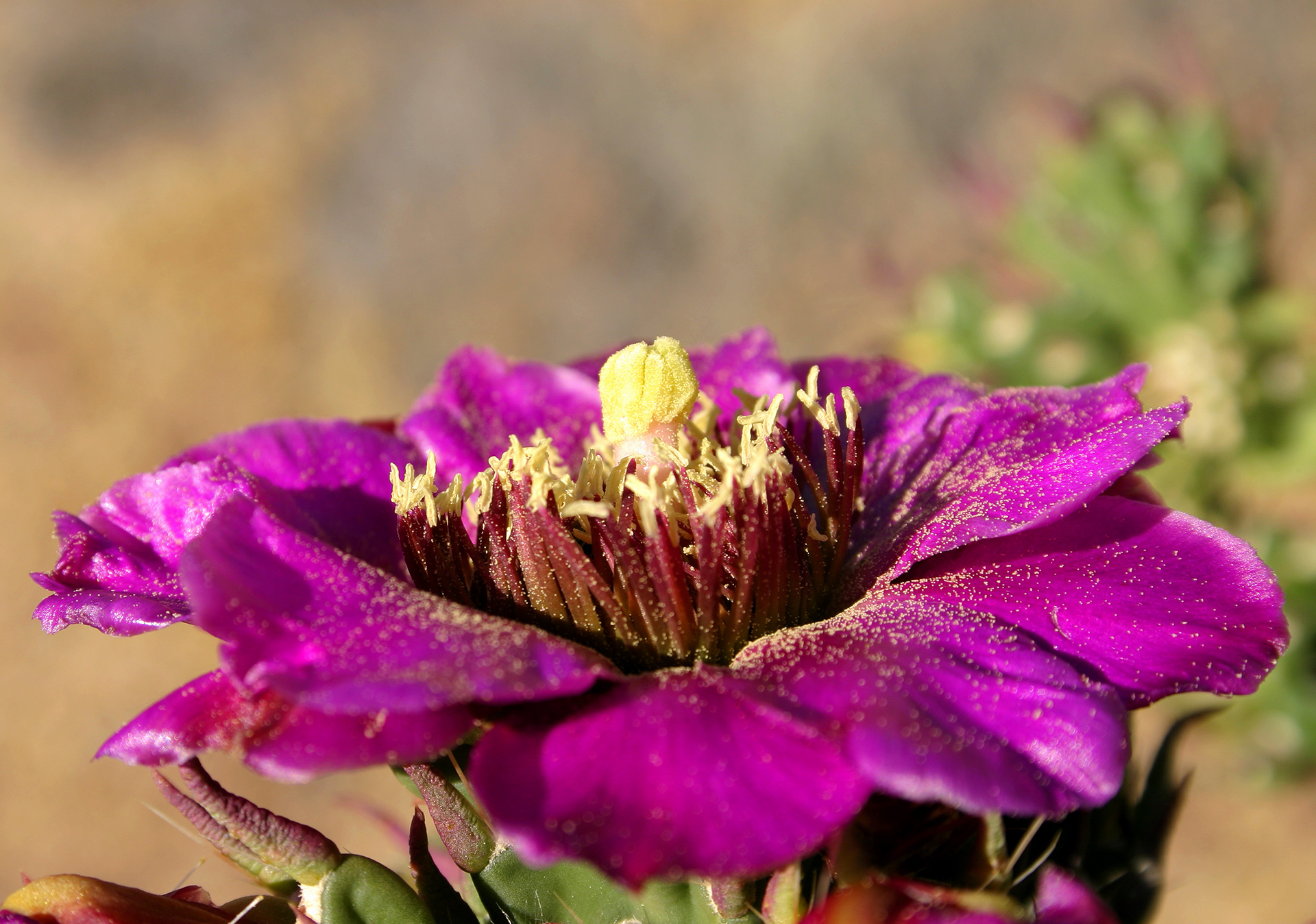 Leo Kitzinger - Pollination