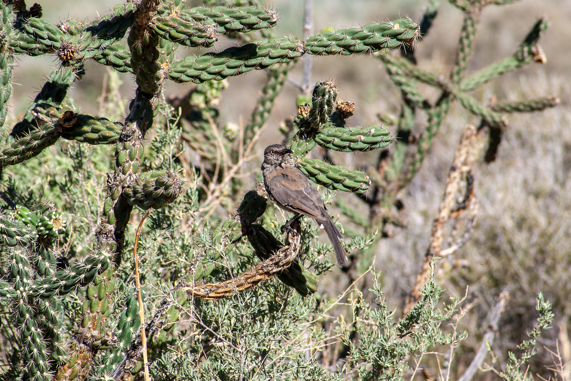 Leo Kitzinger - Curved Beak Thrasher