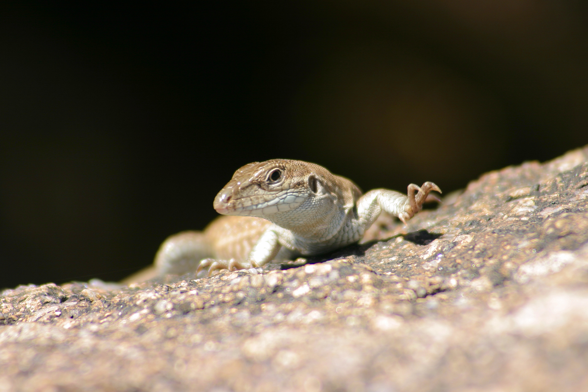 Leo Kitzinger - Lizzard