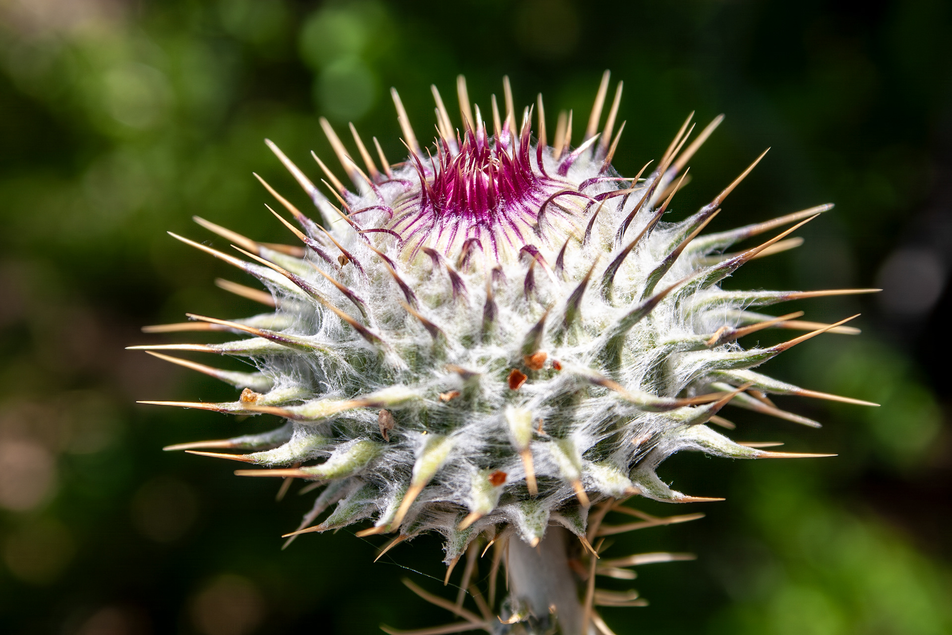Leo Kitzinger - MilkThistle