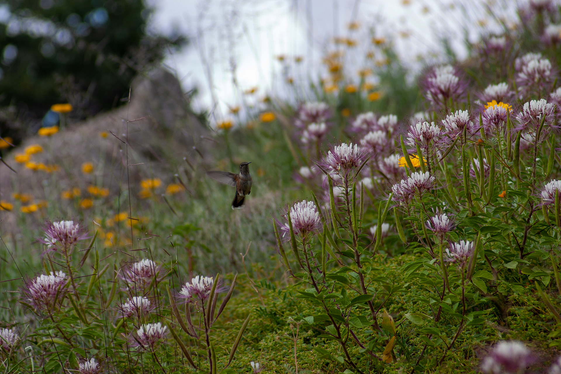 Leo Kitzinger - In Flight