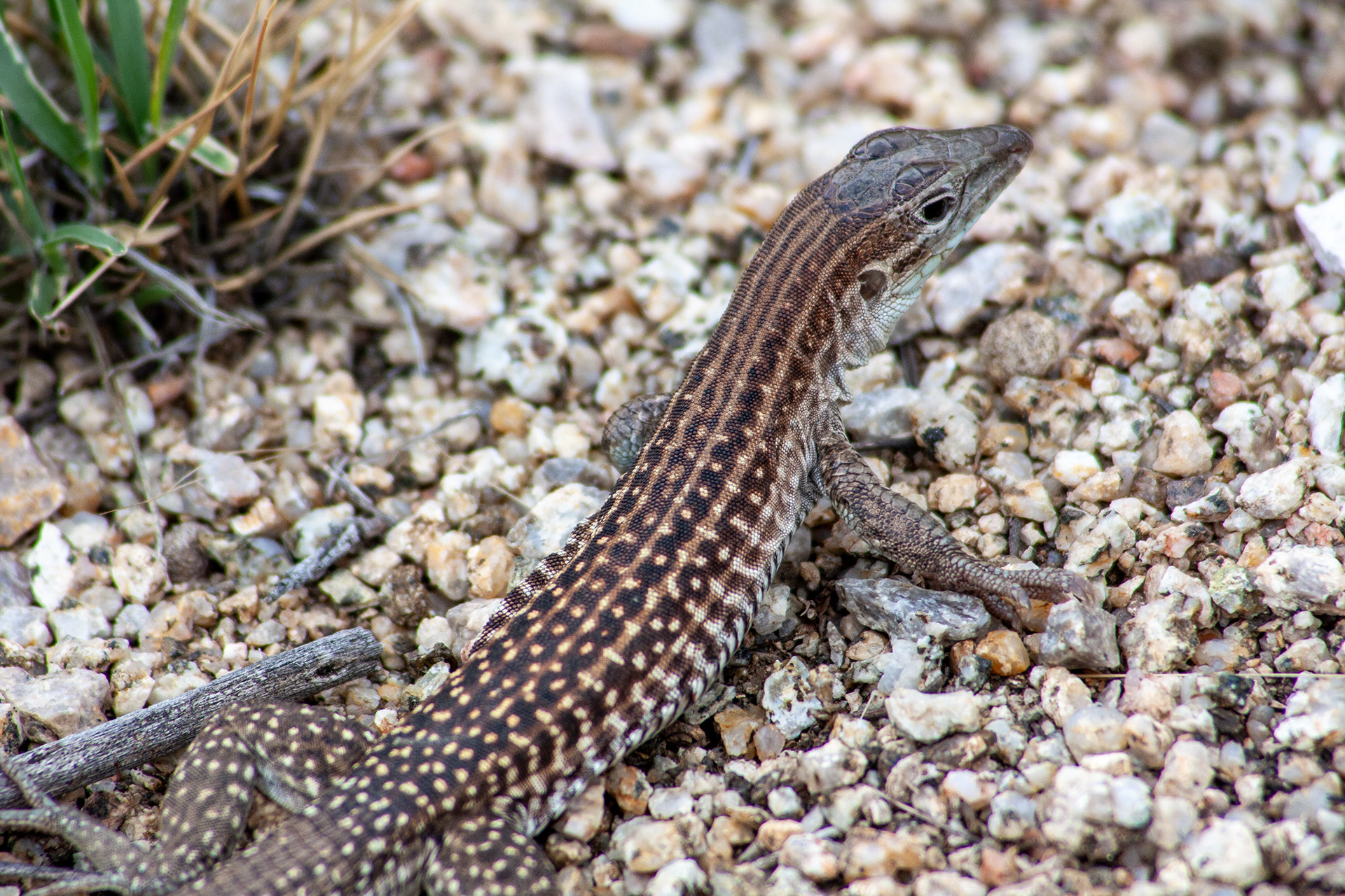 Leo Kitzinger - Patient Lizard