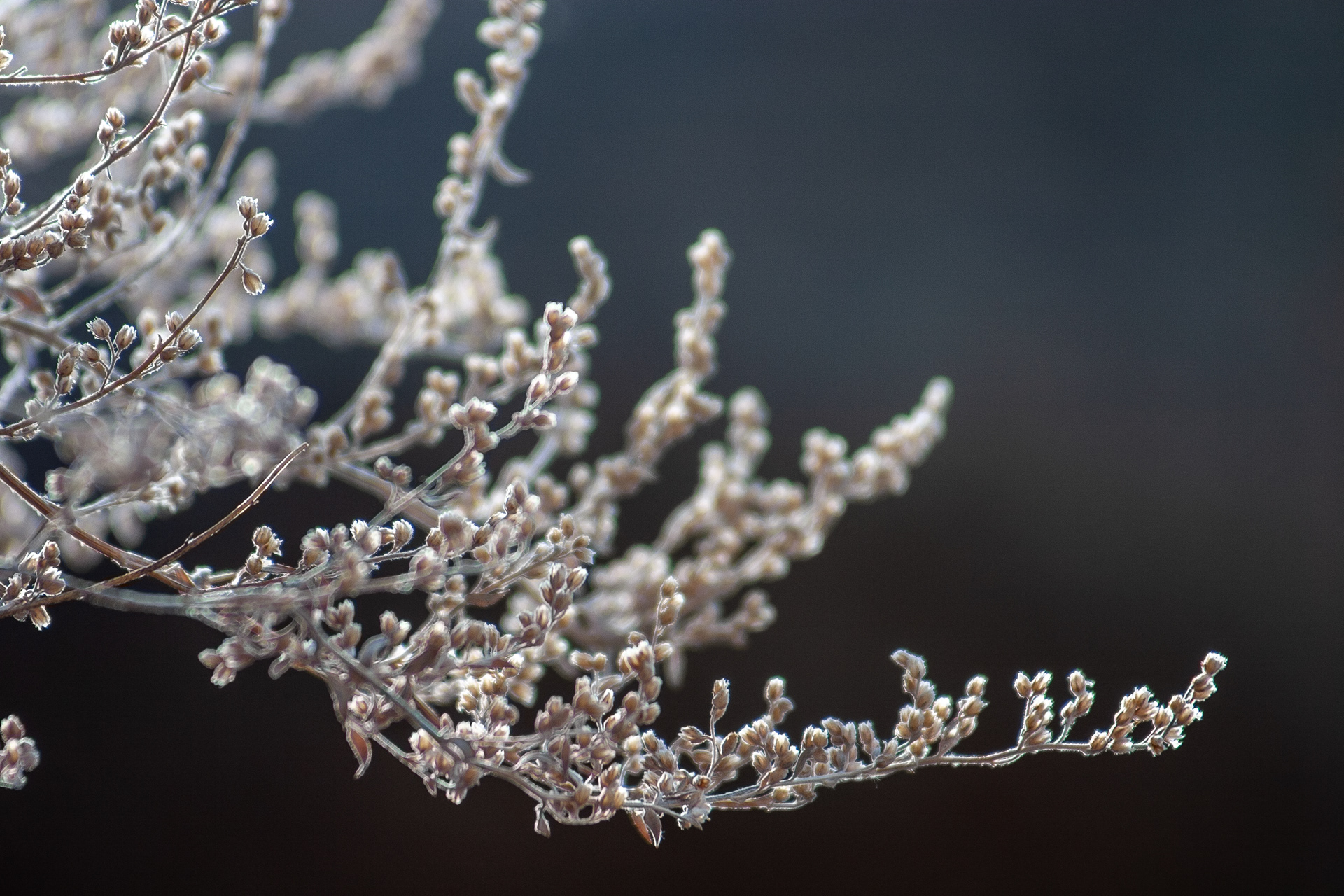 Leo Kitzinger - Design by Nature