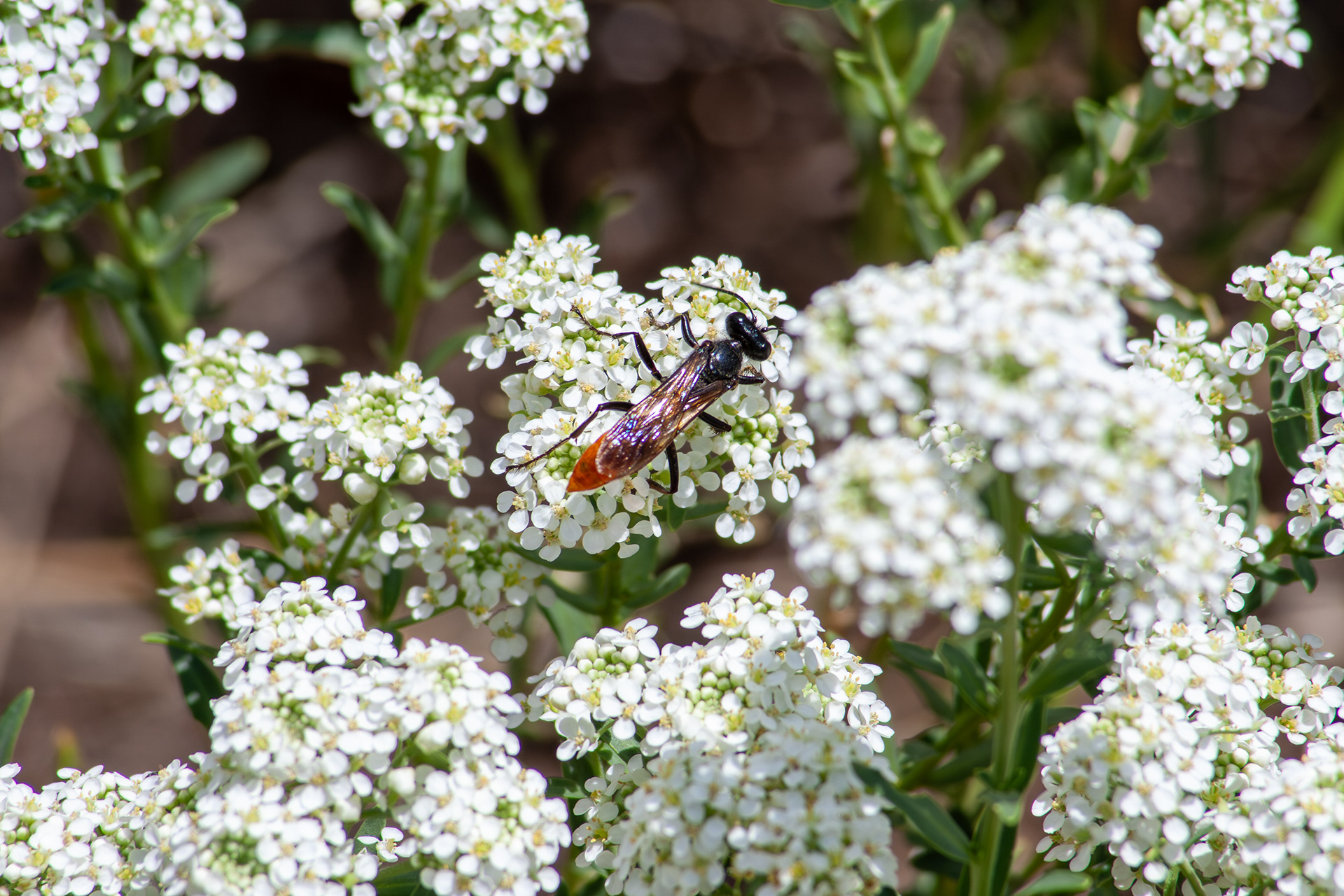 Leo Kitzinger - Wasp on Lugaria