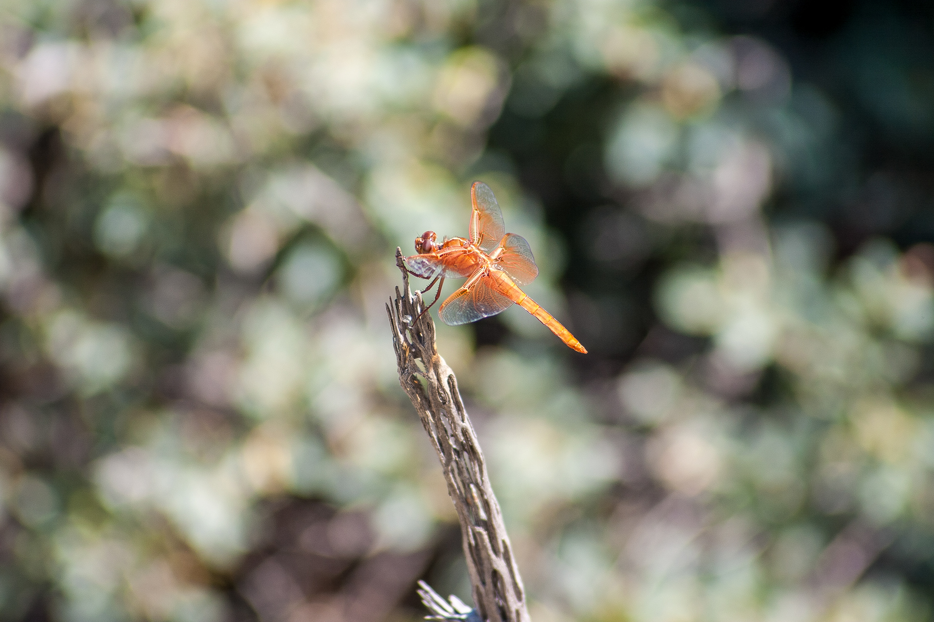 Leo Kitzinger - Flame Skimmer