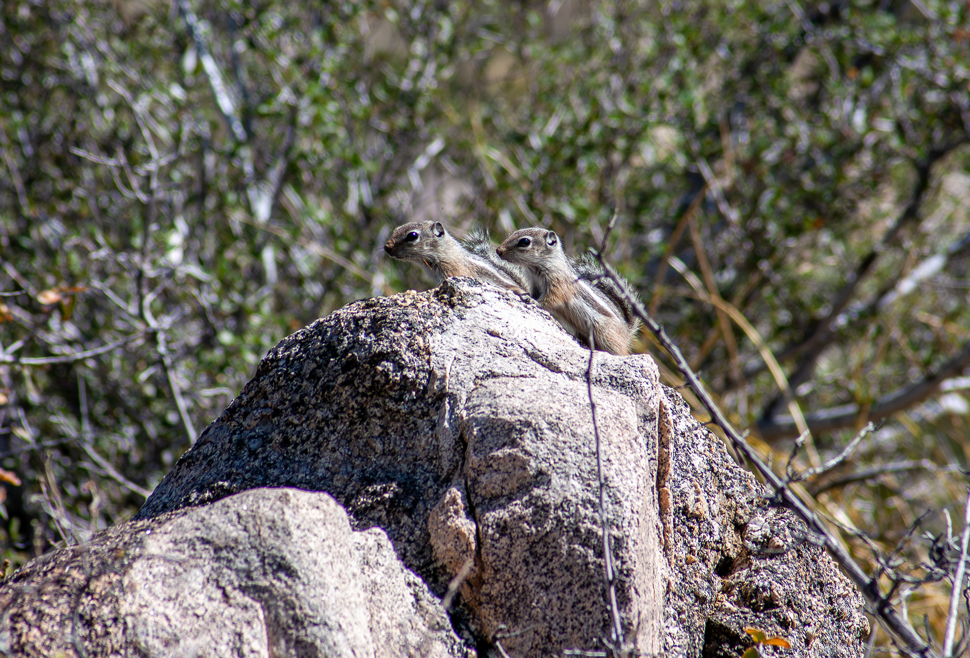 Leo Kitzinger - Chipmunks