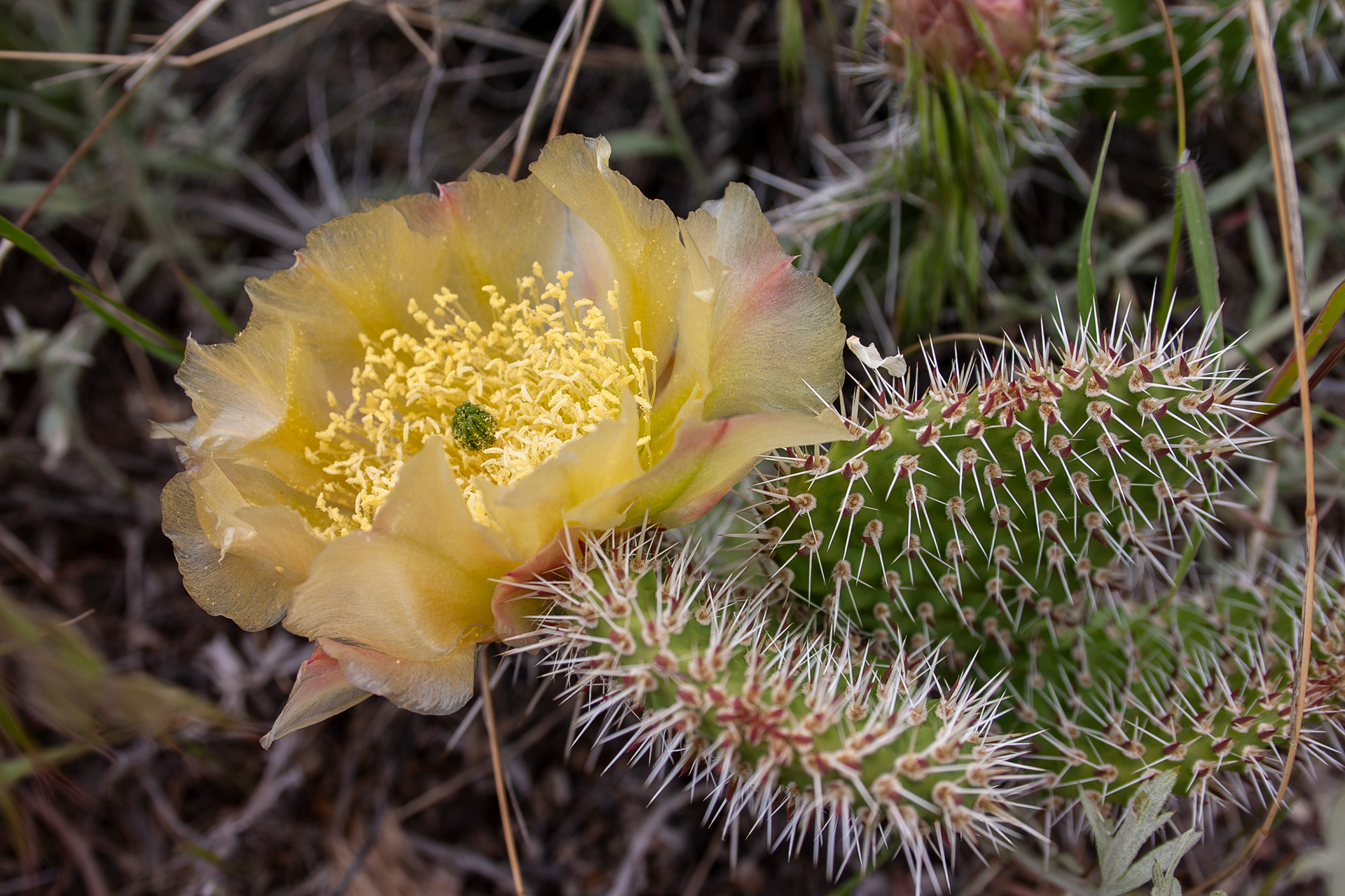 Leo Kitzinger - Opuntia