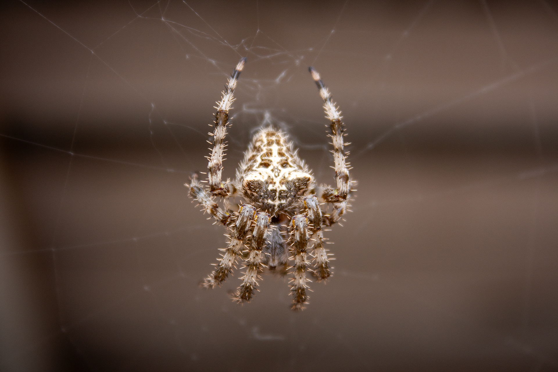 Leo Kitzinger - A. Gemmoides