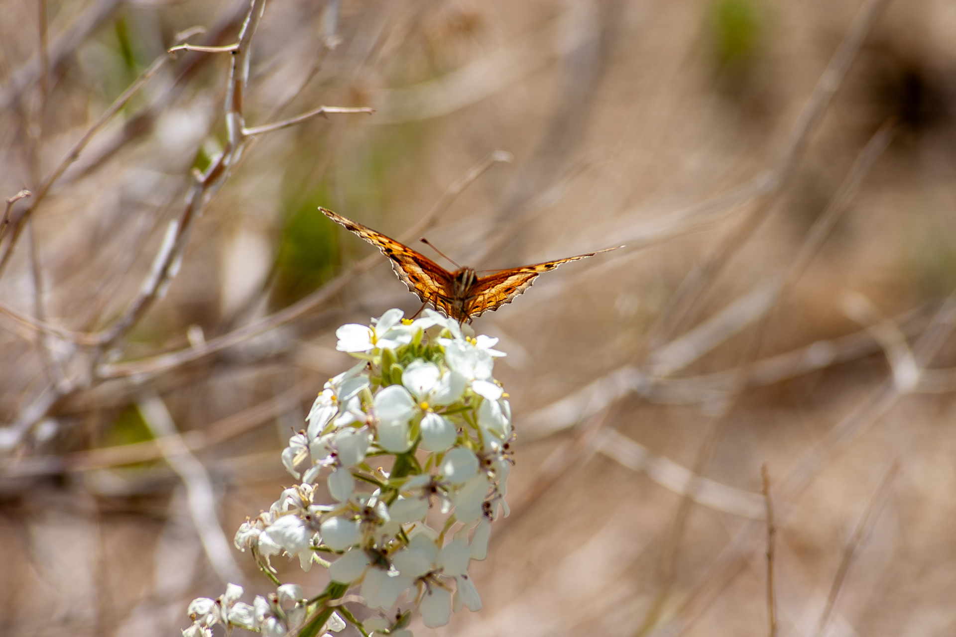 Leo Kitzinger - Fritillary Scene
