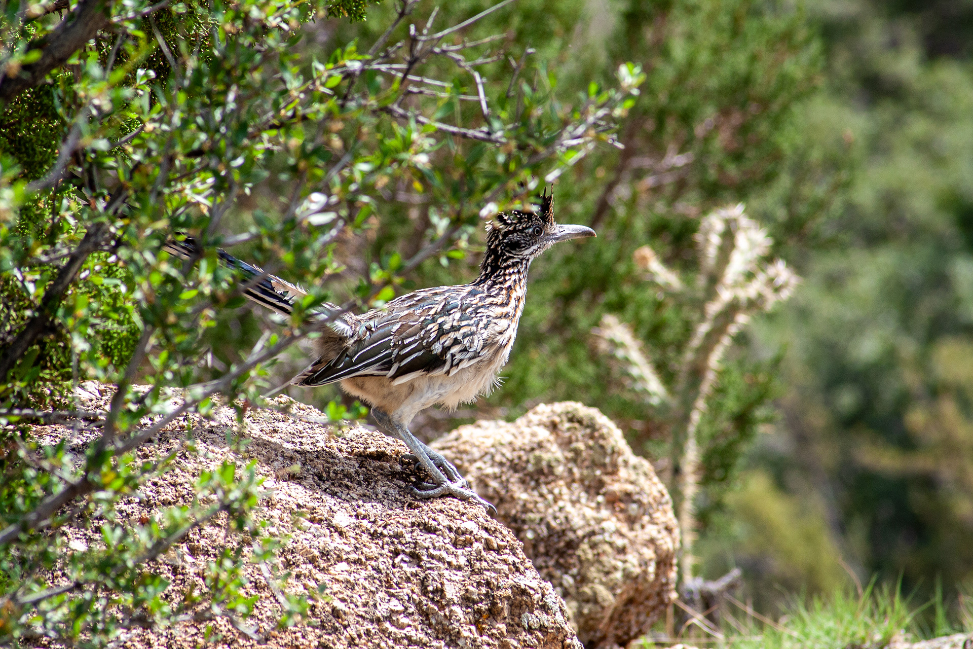 Leo Kitzinger - Roadrunner