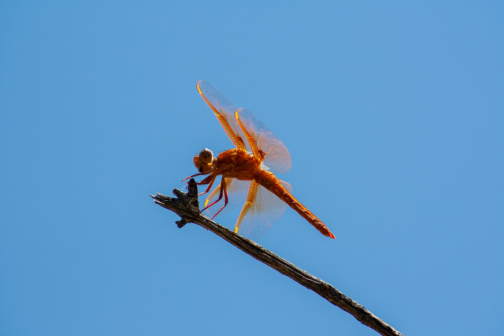 Leo Kitzinger - Flame Skimmer