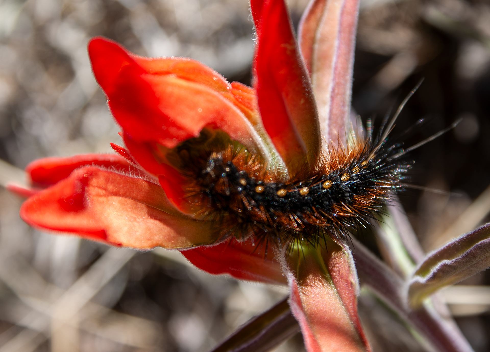 Leo Kitzinger - Caterpillar Scene