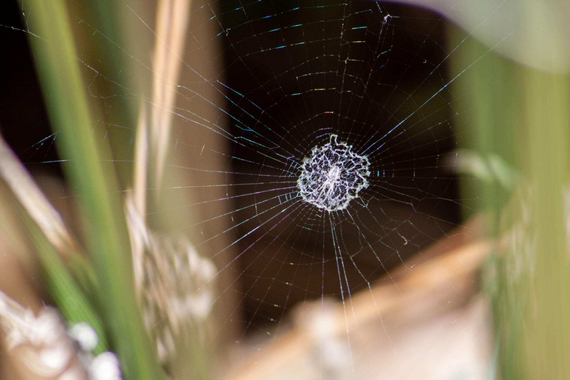 Leo Kitzinger - Patience