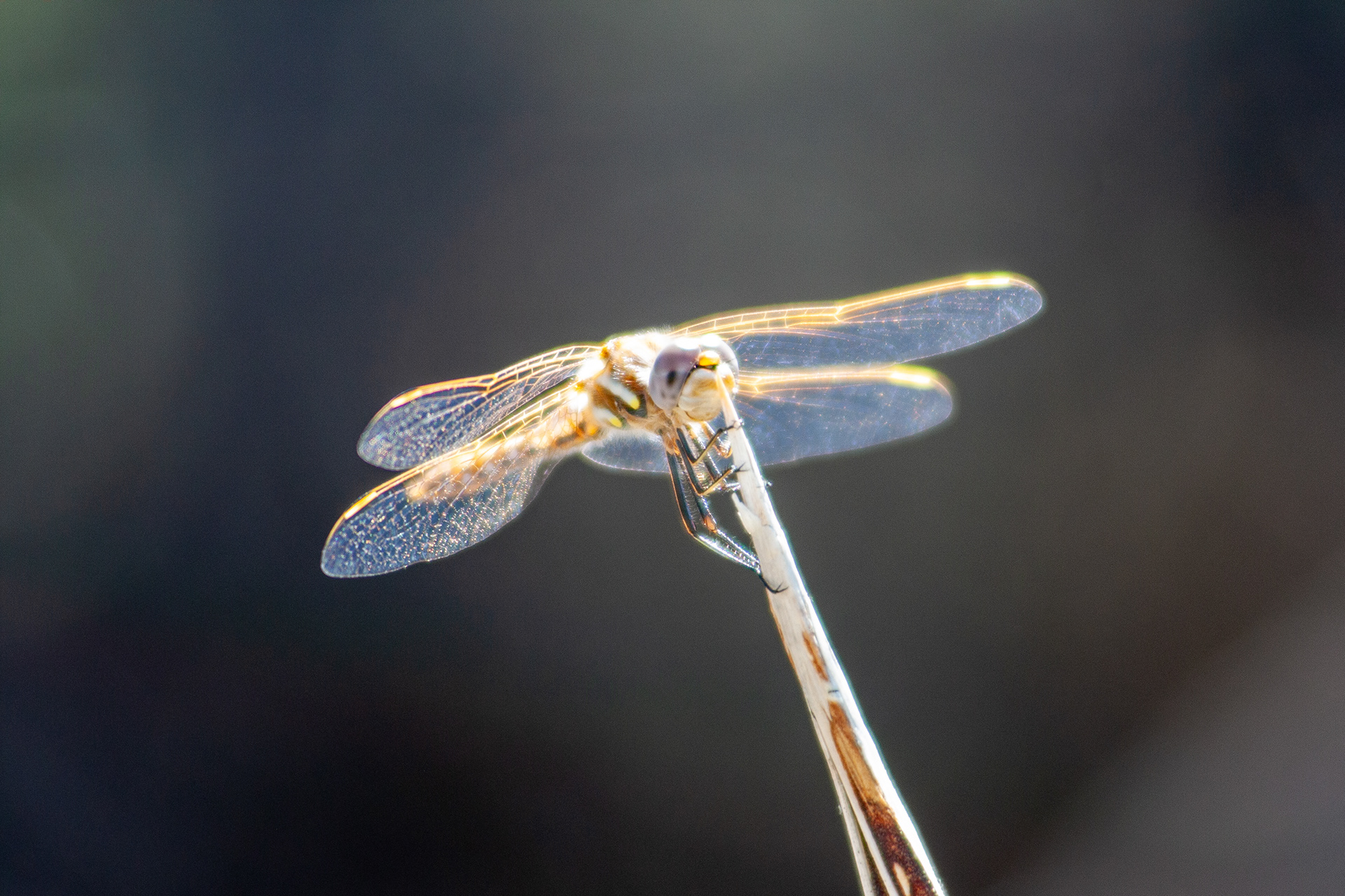 Leo Kitzinger - Meadowhawk