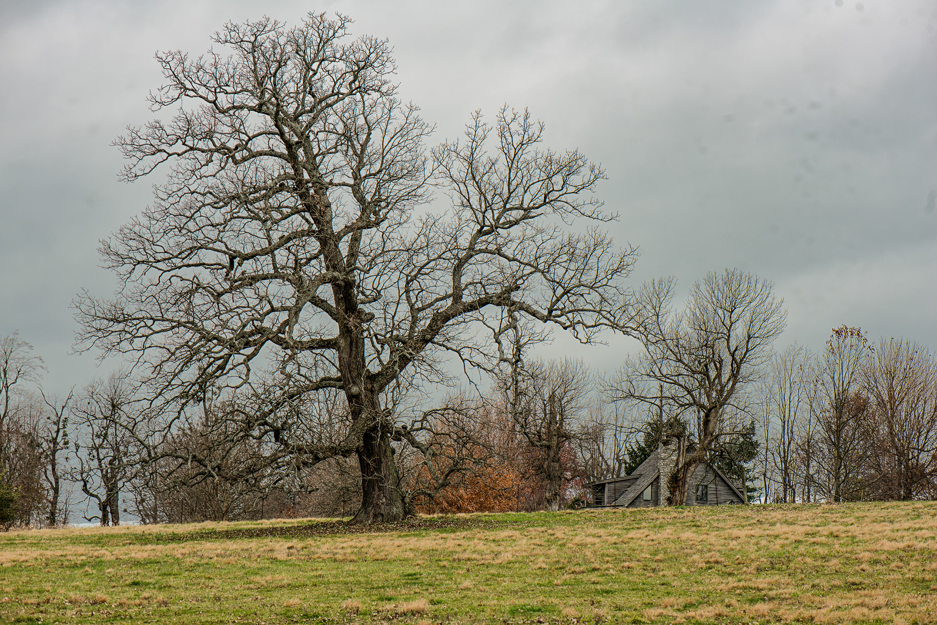 Tom Kimmerer Venerable Trees