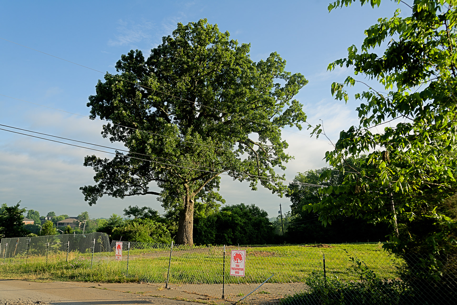 Tom Kimmerer The Old Schoolhouse Tree