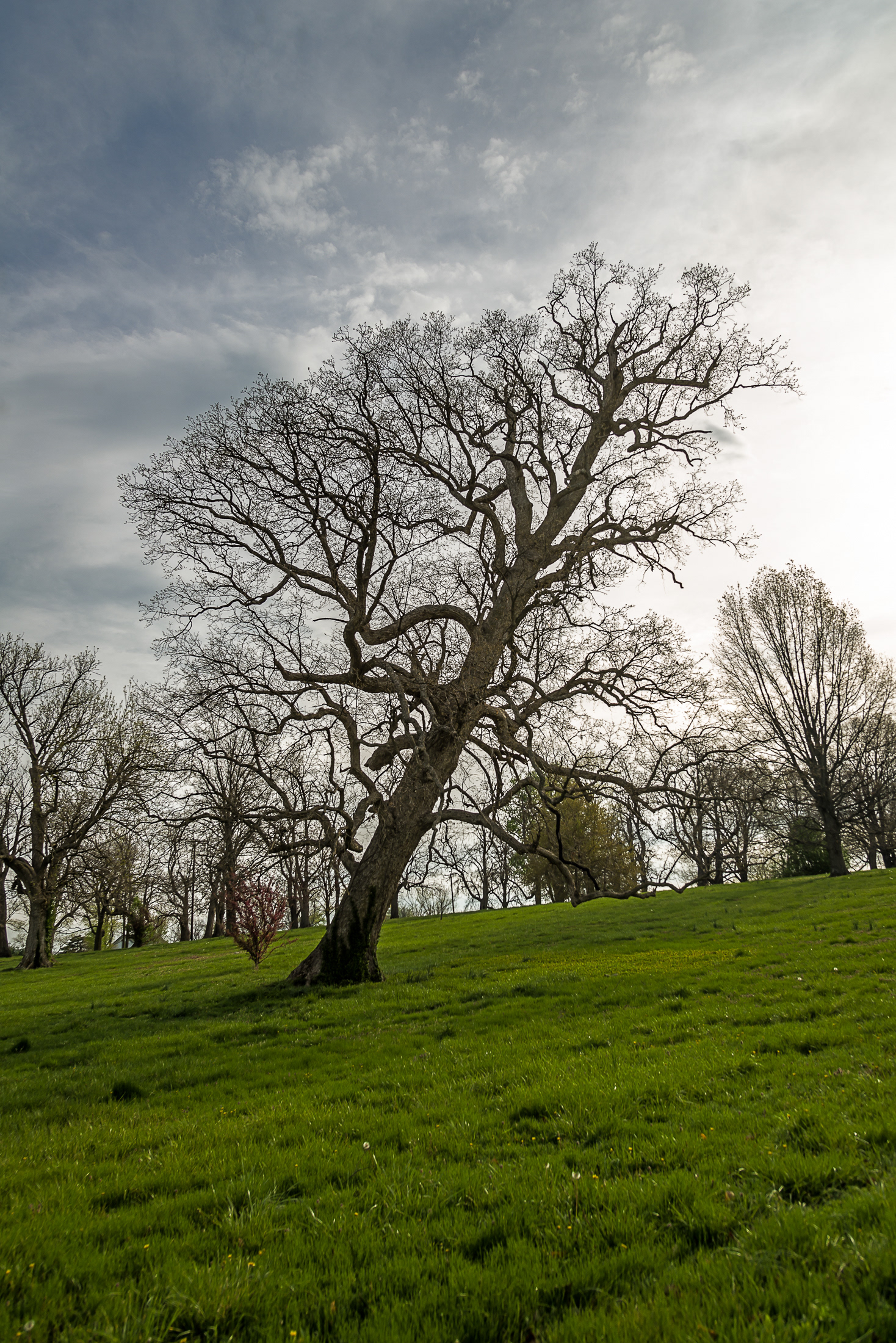 Tom Kimmerer Venerable Trees