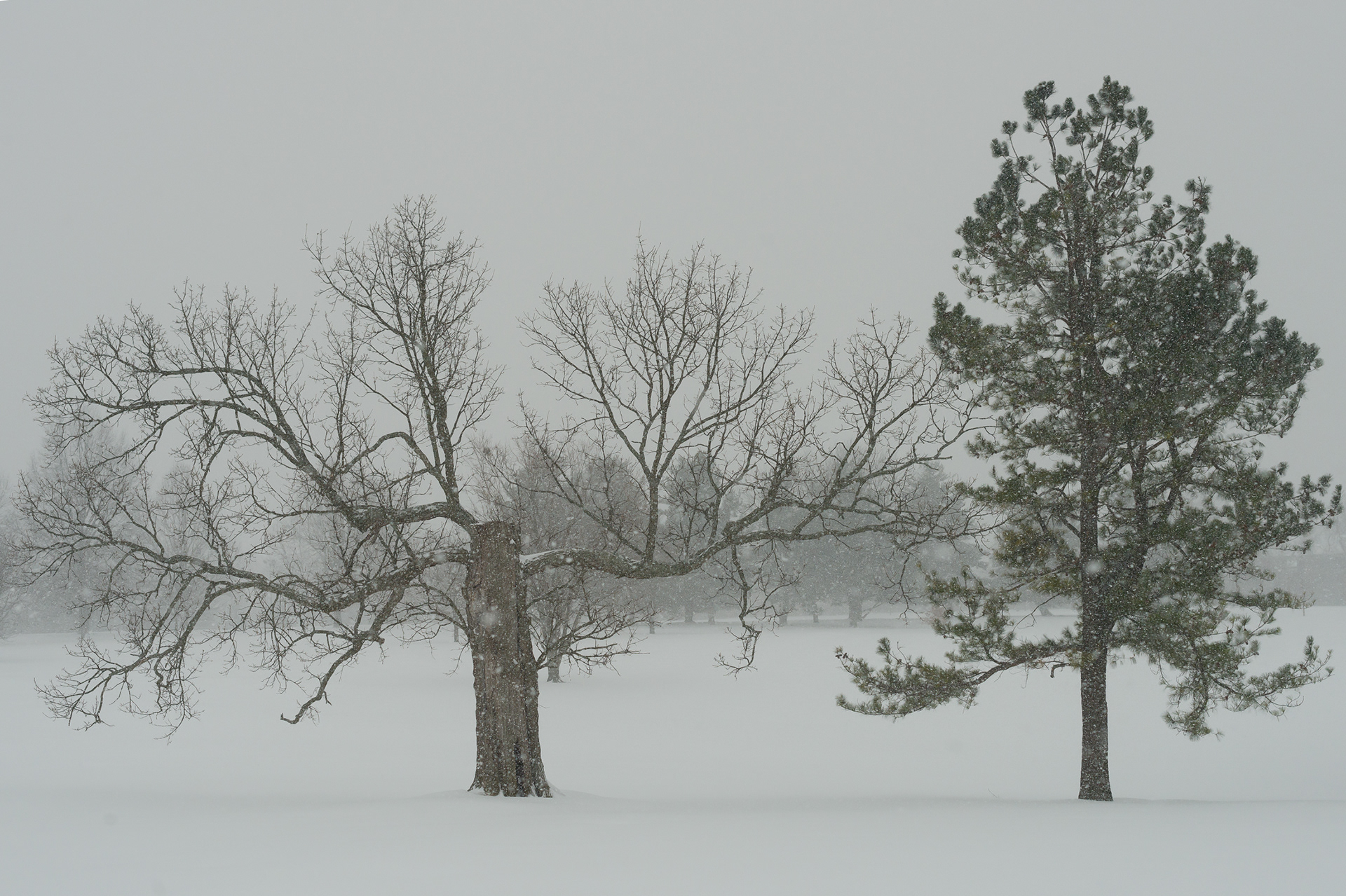 Tom Kimmerer An Old Oak