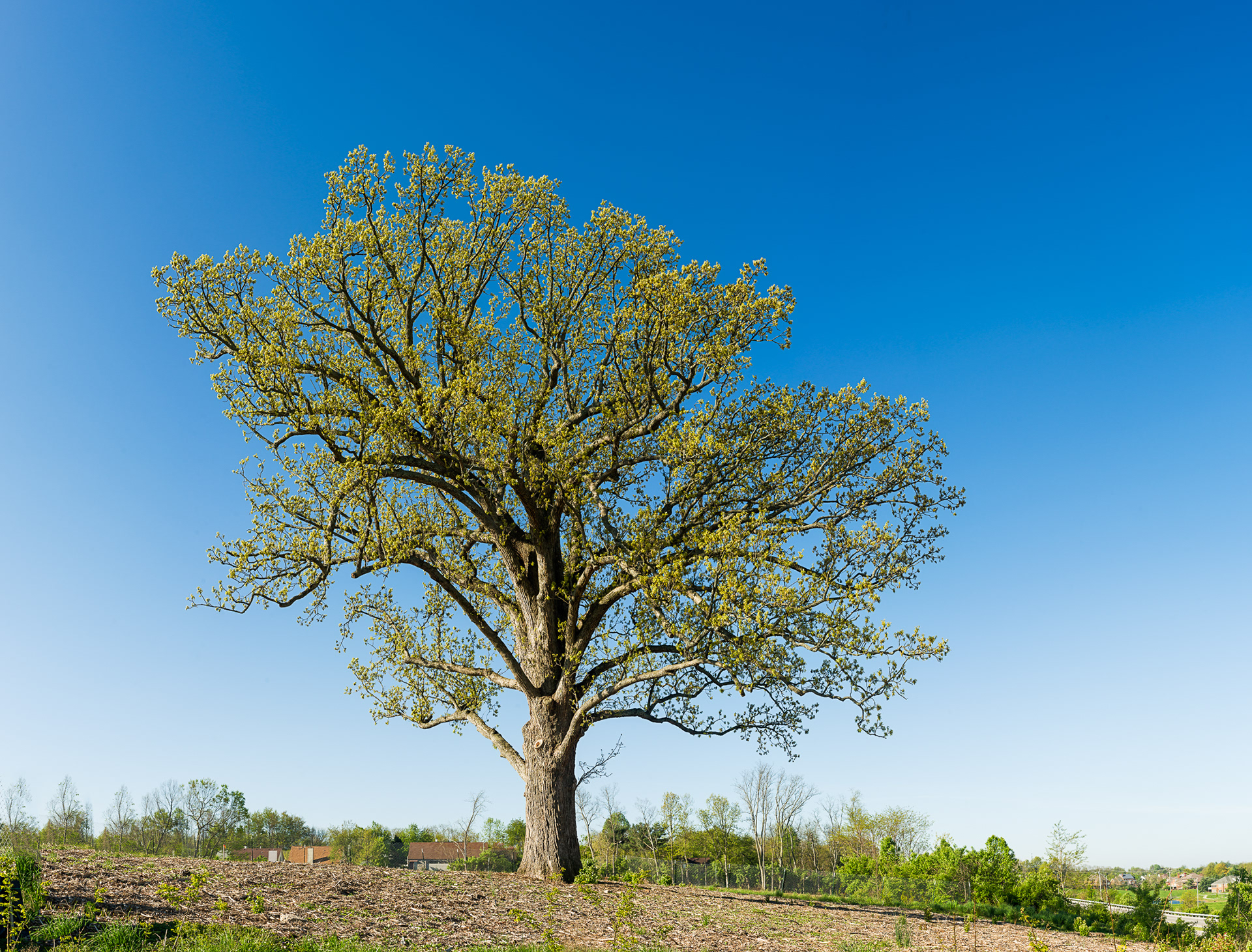 Tom Kimmerer The Old Schoolhouse Tree