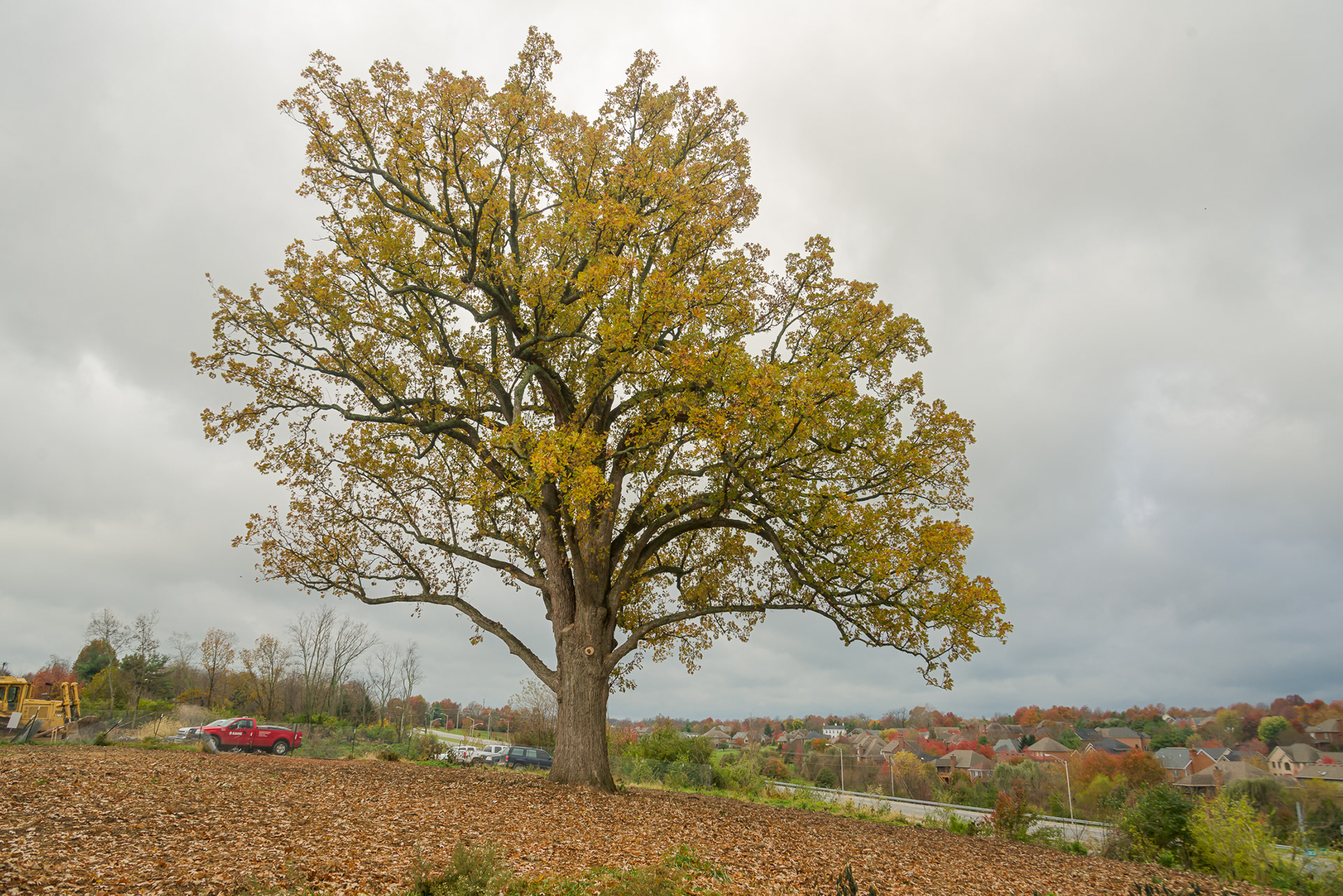 Tom Kimmerer The Old Schoolhouse Tree