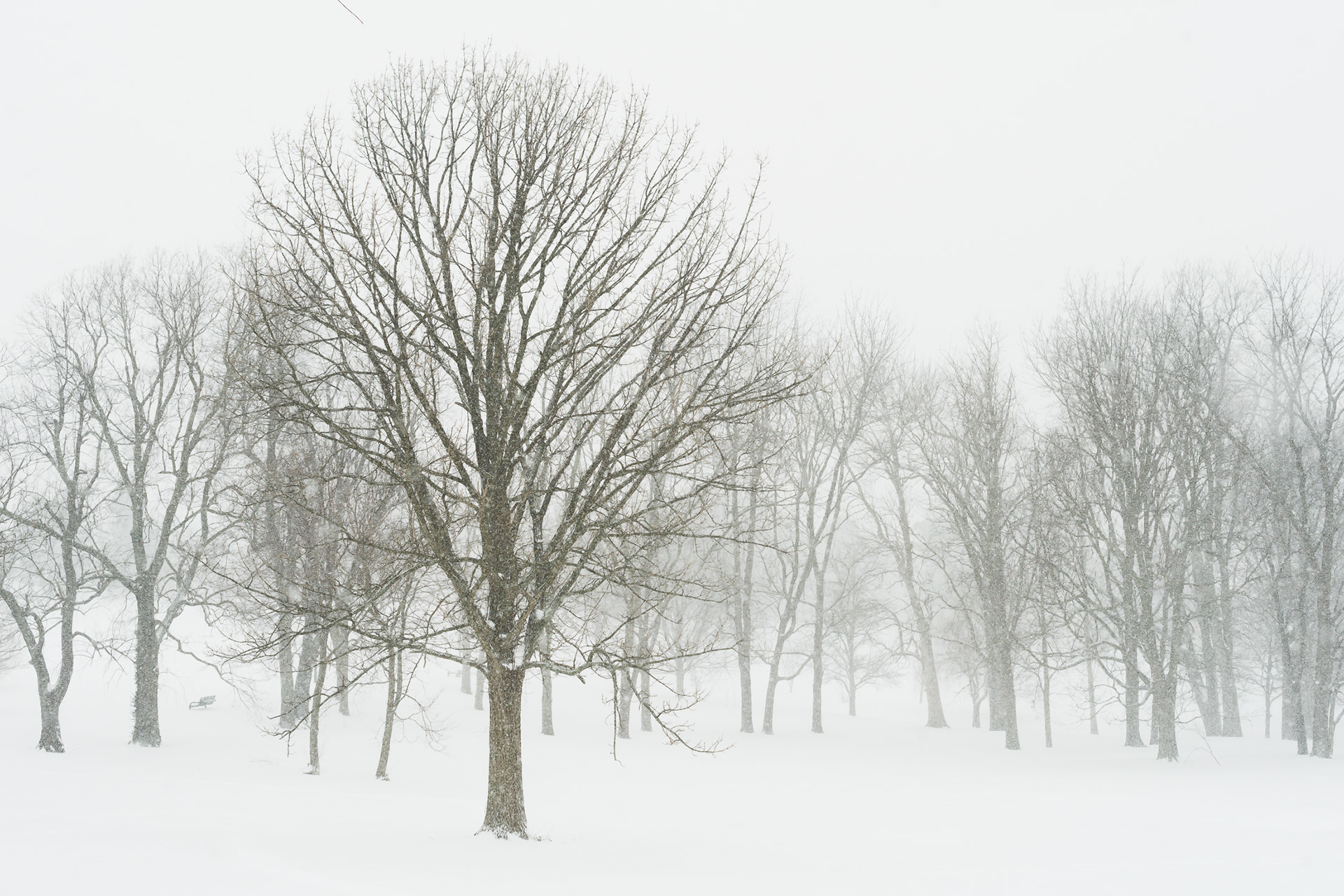 Tom Kimmerer Winter Trees