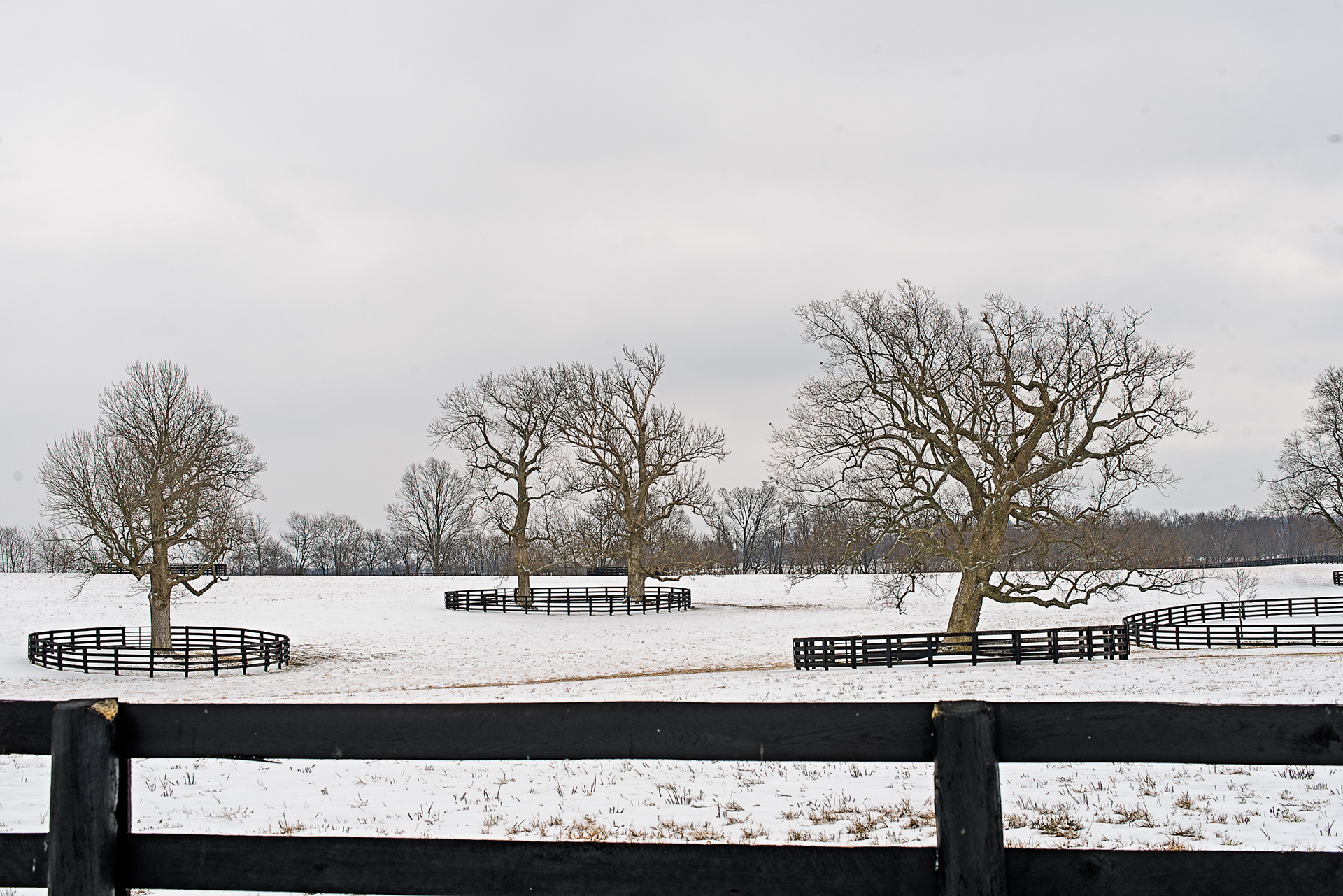 Tom Kimmerer Winter Trees