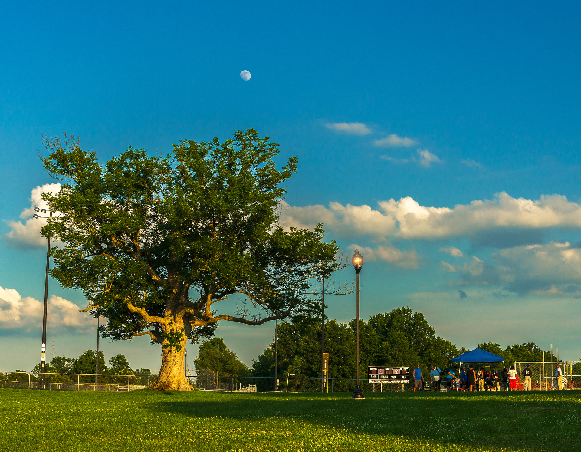 Tom Kimmerer Venerable Trees