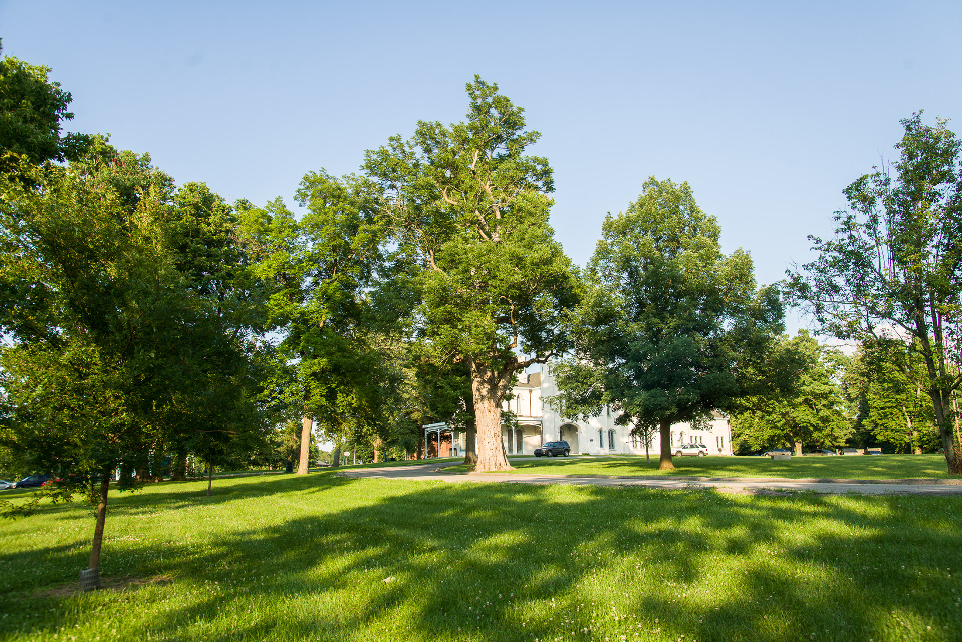 Tom Kimmerer Venerable Trees