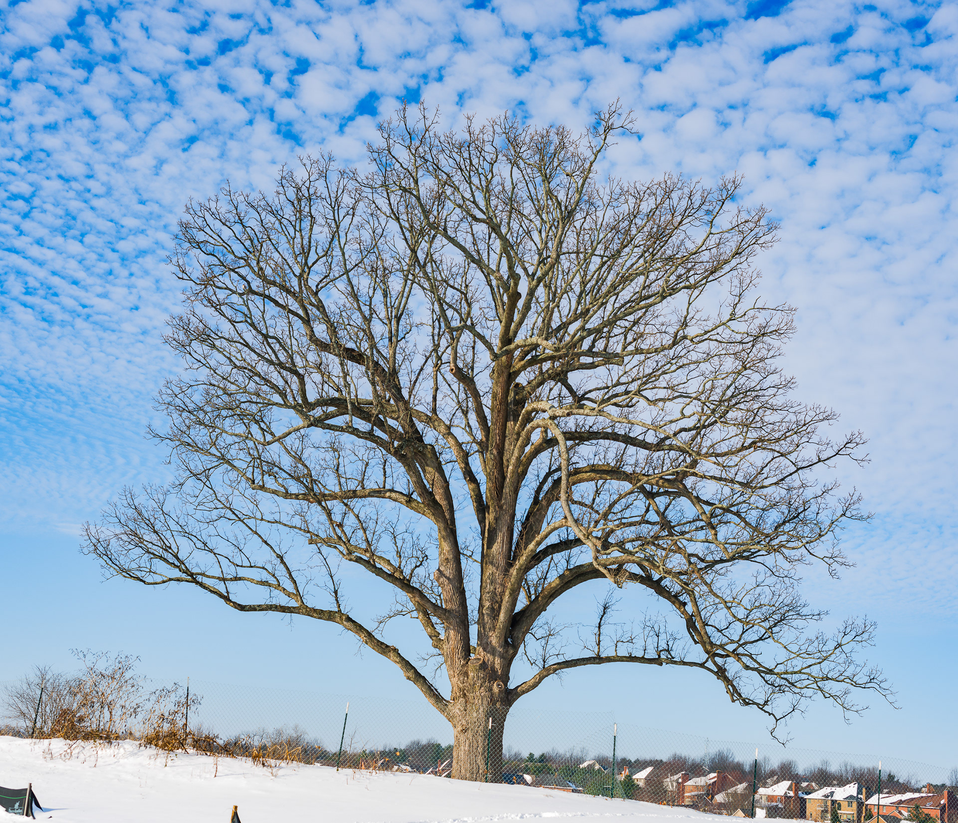 Tom Kimmerer The Old Schoolhouse Tree
