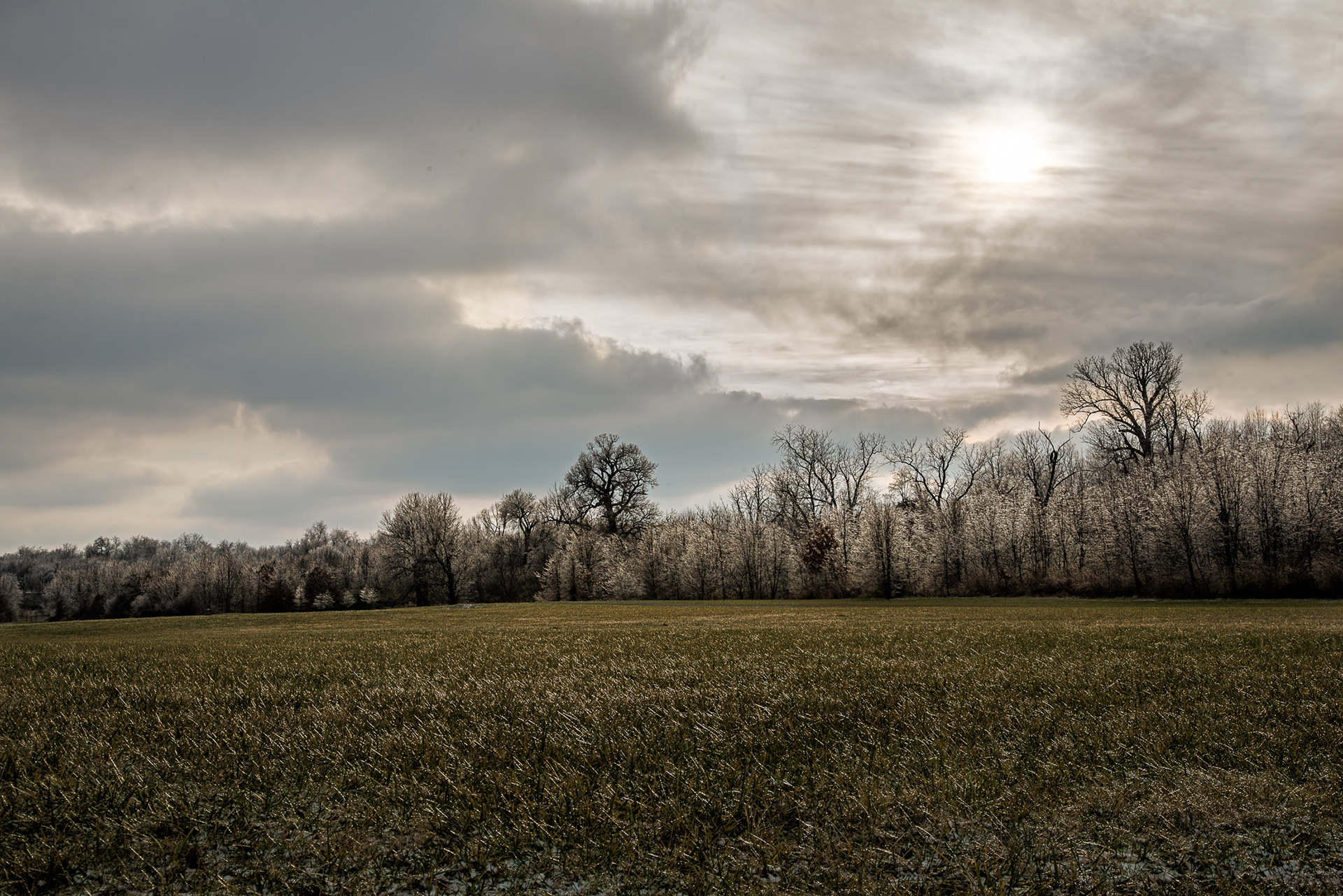 Tom Kimmerer Winter Trees