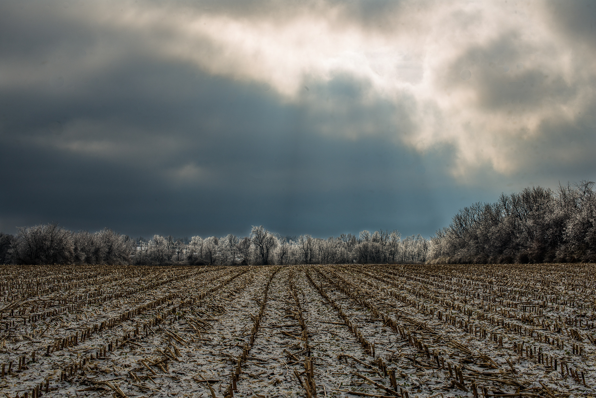 Tom Kimmerer Winter Trees